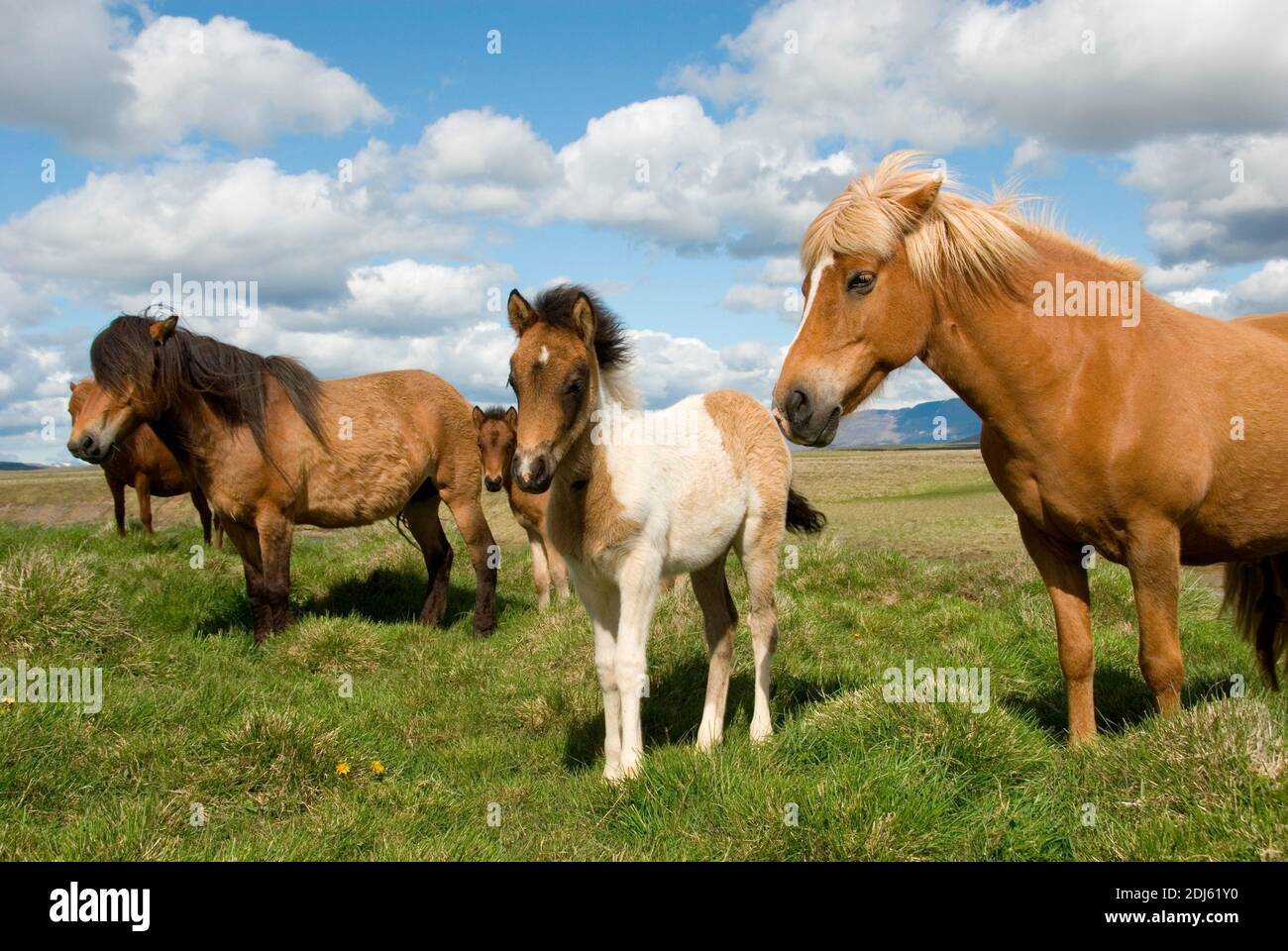 Islandpony High Resolution Stock Photography and Images - Alamy