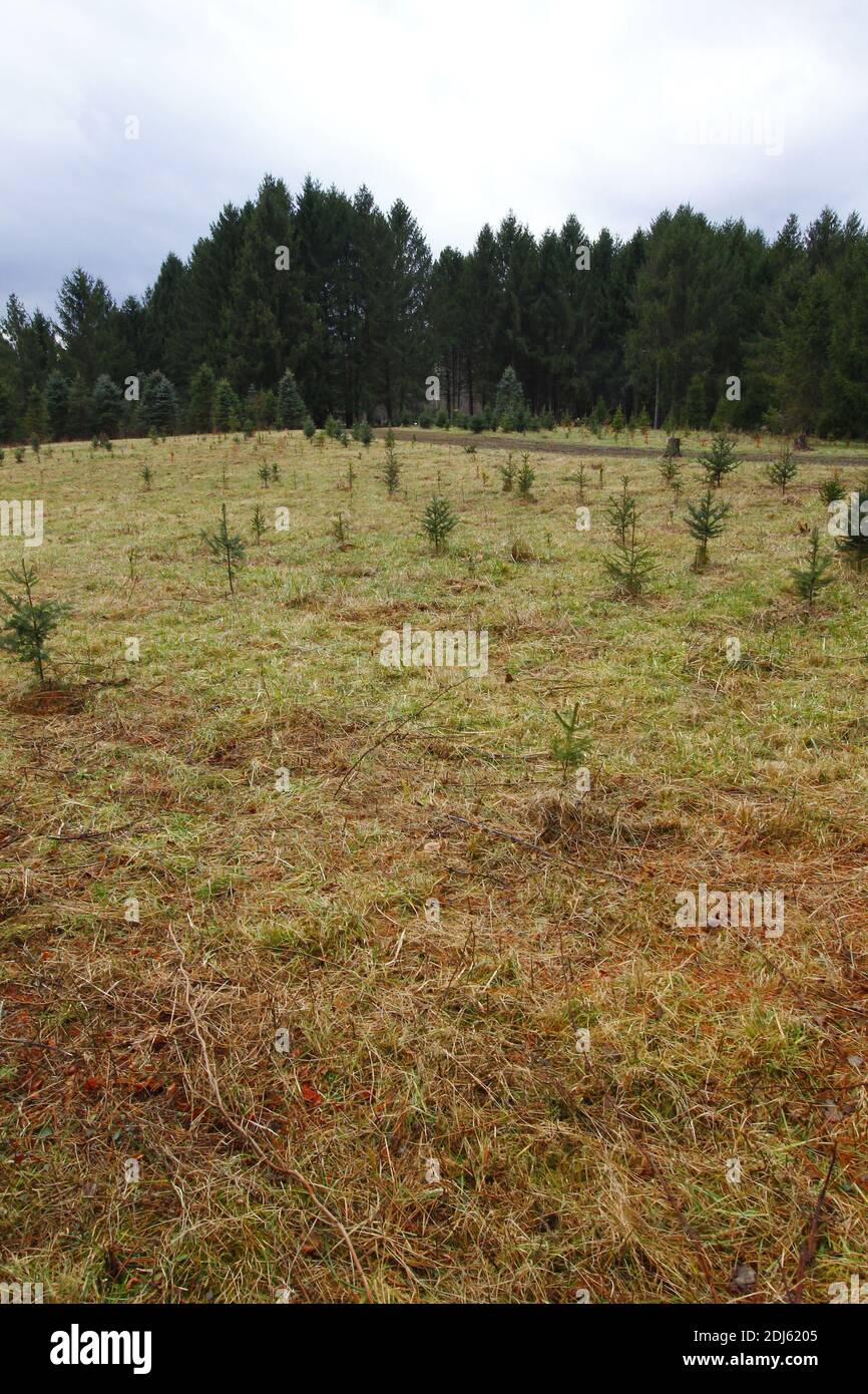 Christmas Tree Farm Stock Photo - Alamy