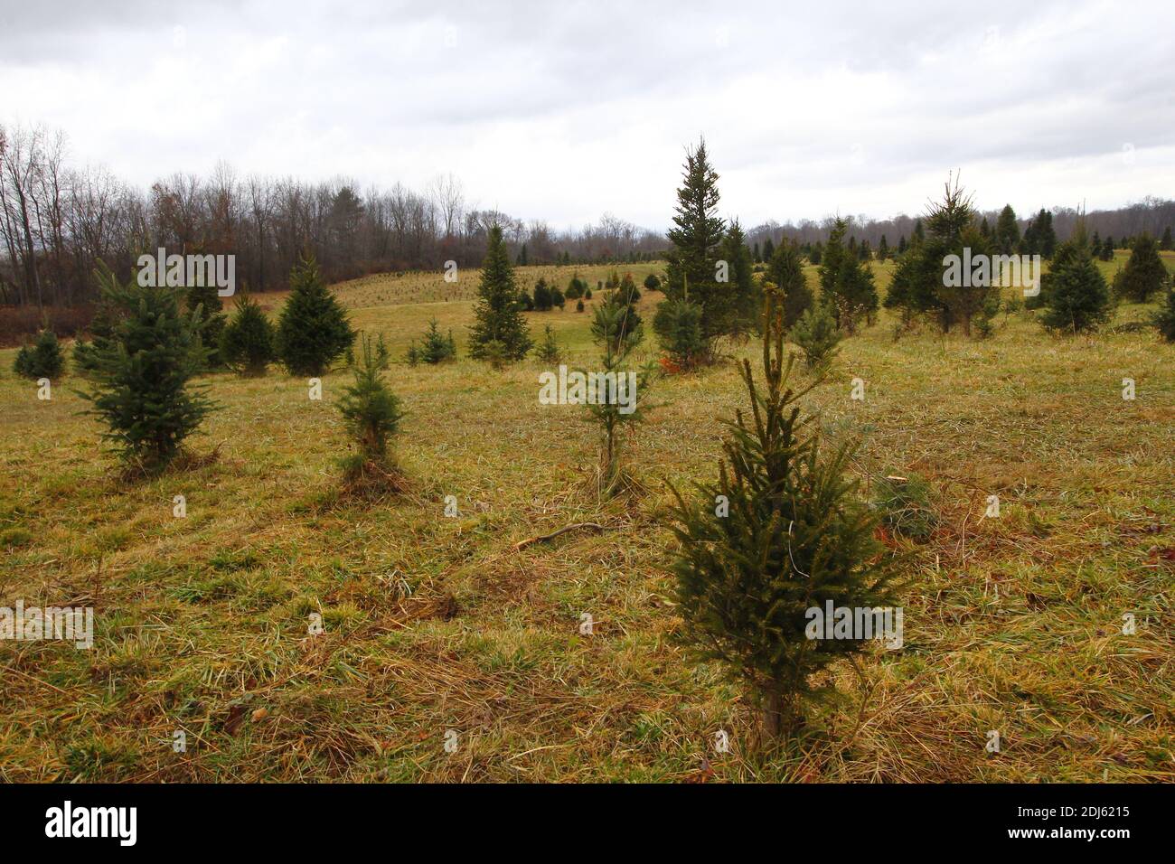 Christmas Tree Farm Stock Photo - Alamy