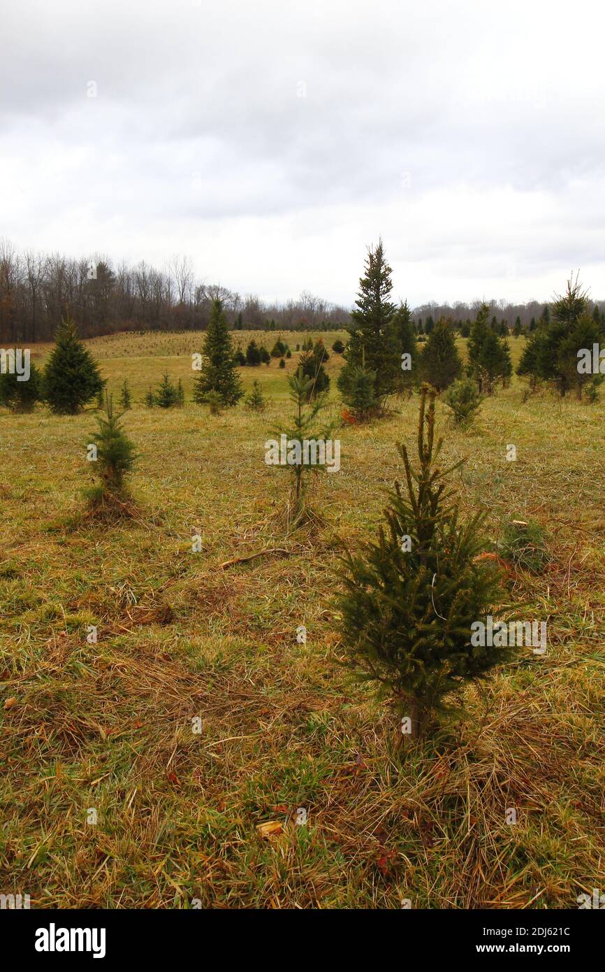 Christmas Tree Farm Stock Photo - Alamy