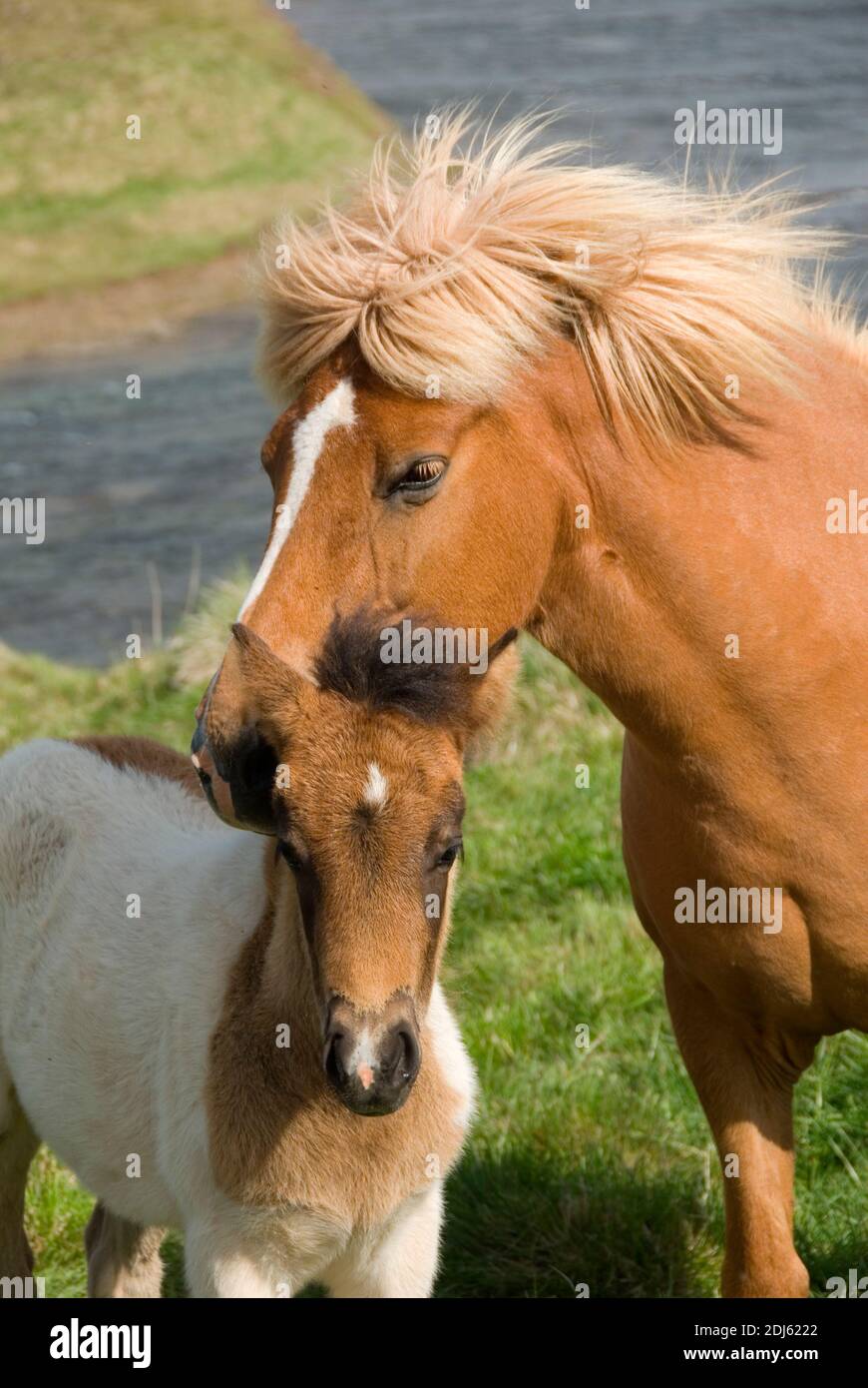 Islandpferd, Islandpony, Islaender, (Equus ferus caballus Stock Photo ...