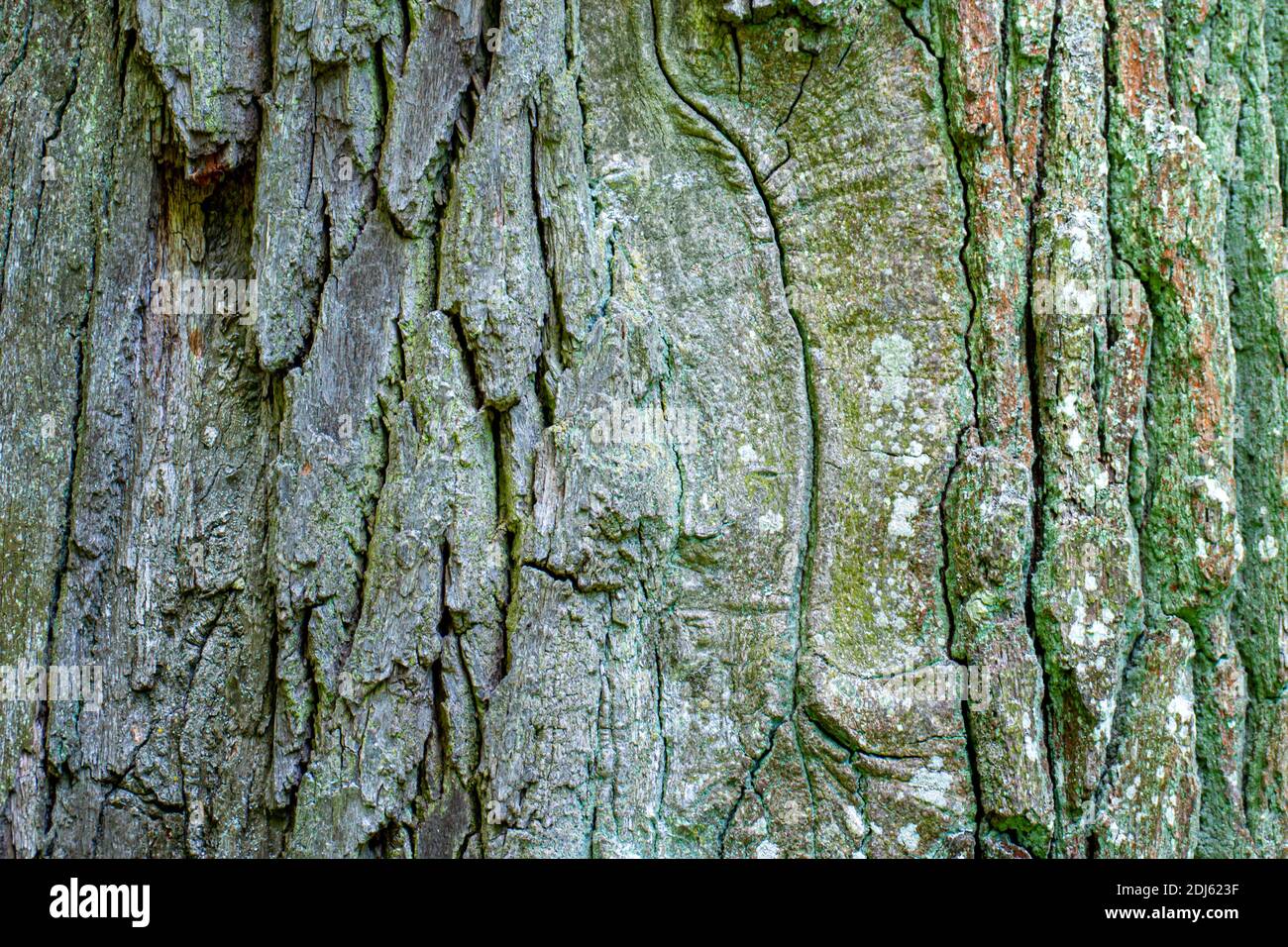 Tree bark background, texture natural background paper close-up Stock ...