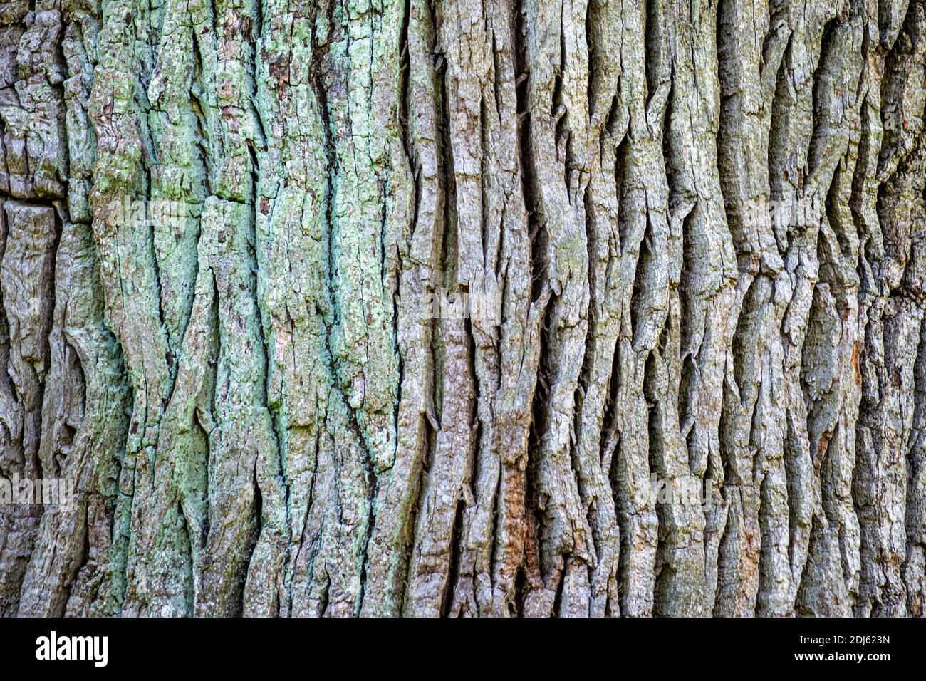 Tree bark background, texture natural background paper close-up Stock ...