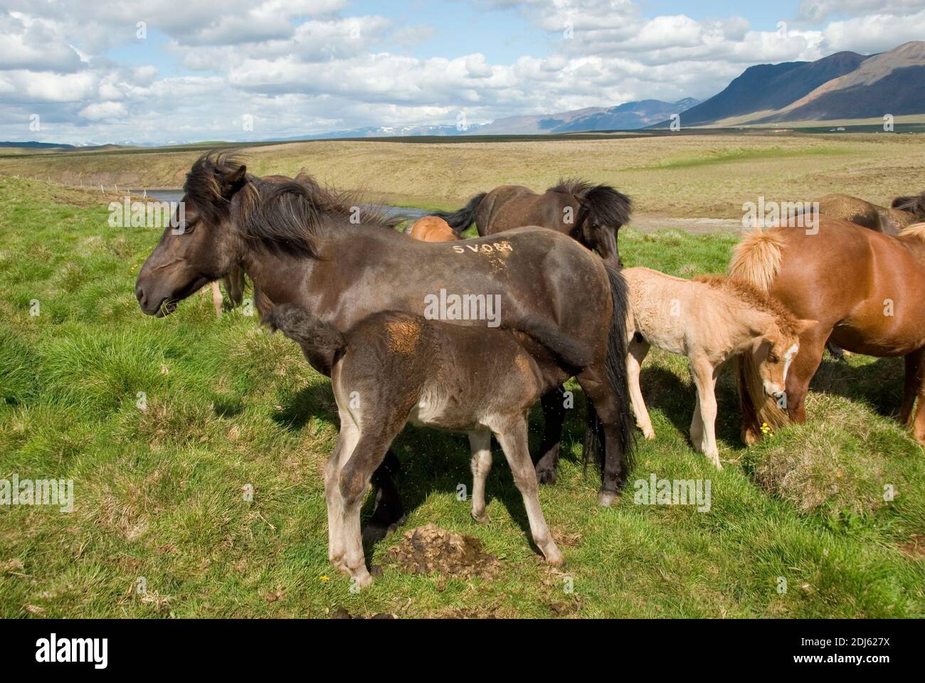Islandpferd, Islandpony, Islaender, (Equus ferus caballus Stock Photo ...