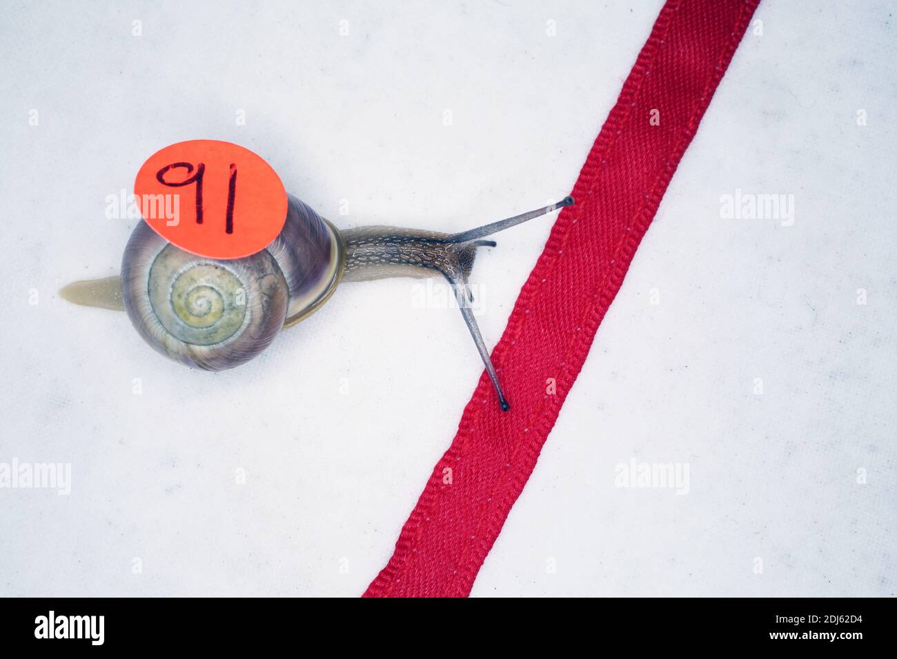 GREAT BRITAIN / England /Congham/ World Snail Racing Championships 2013 ...