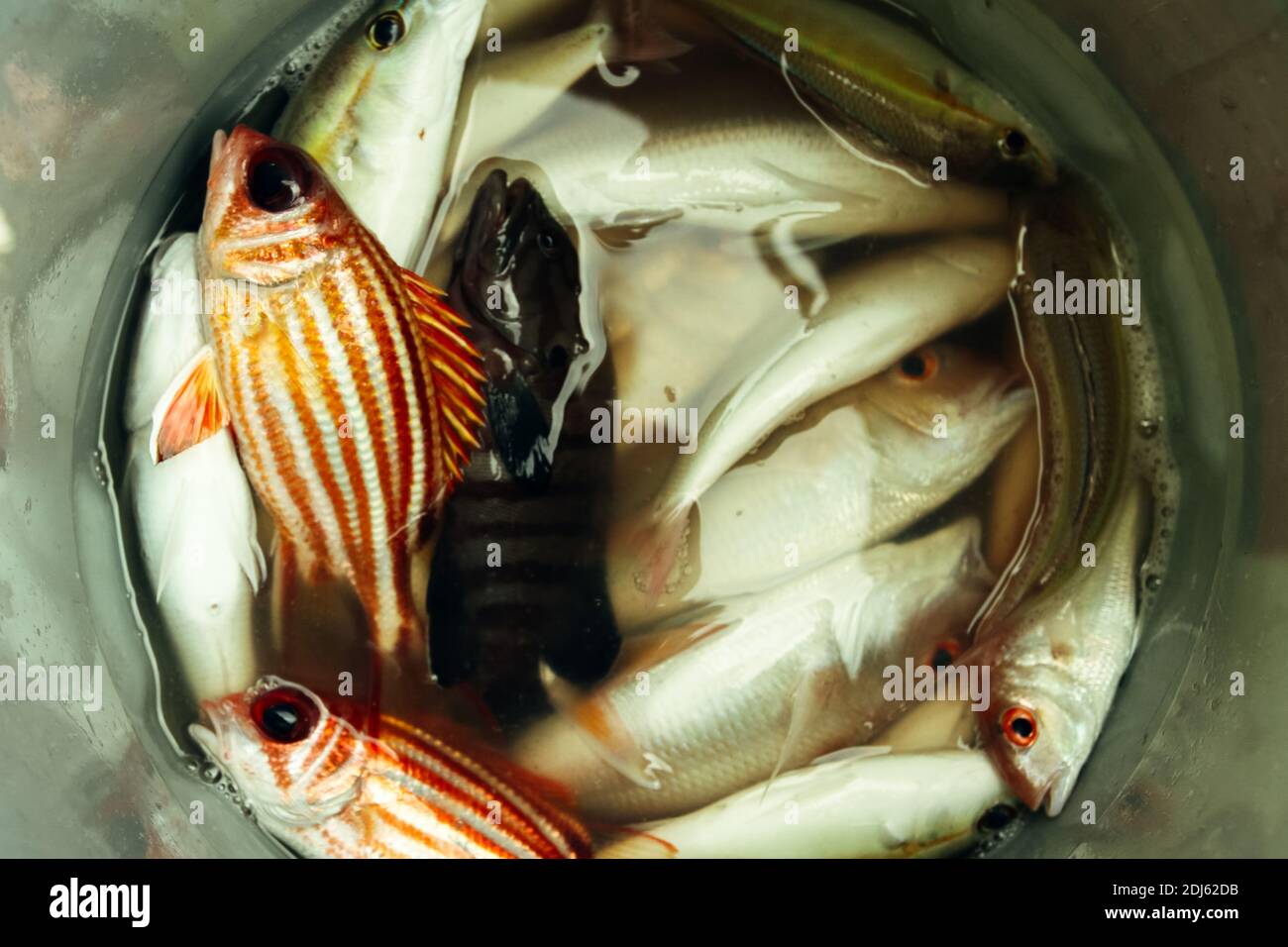 Red snappers market hi-res stock photography and images - Alamy
