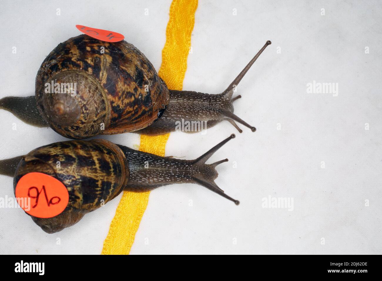 GREAT BRITAIN / England /Congham/ World Snail Racing Championships 2013 ...