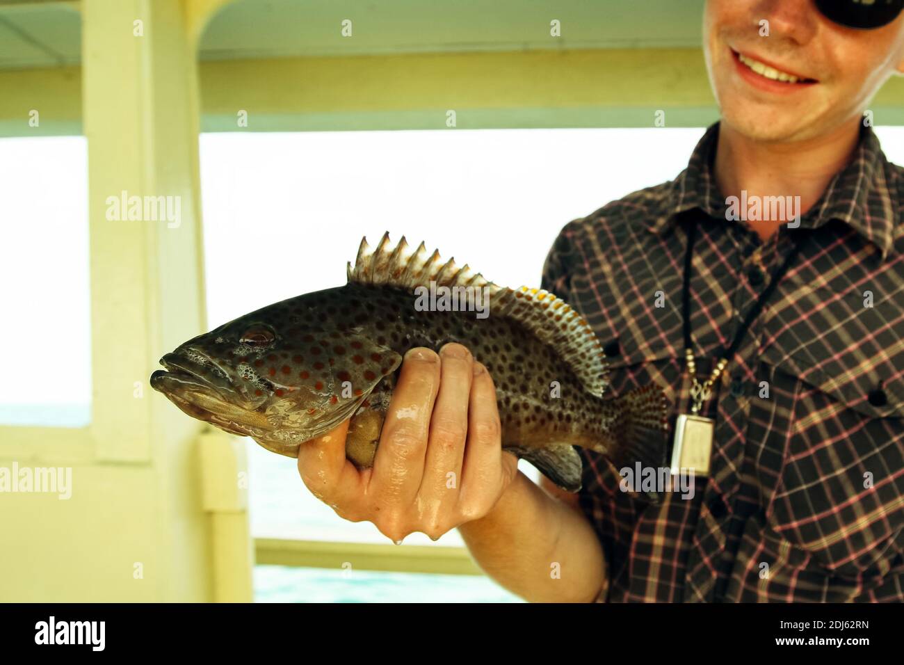 In the hands of a freshly caught large sea bass. Gulf of Thailand Stock ...