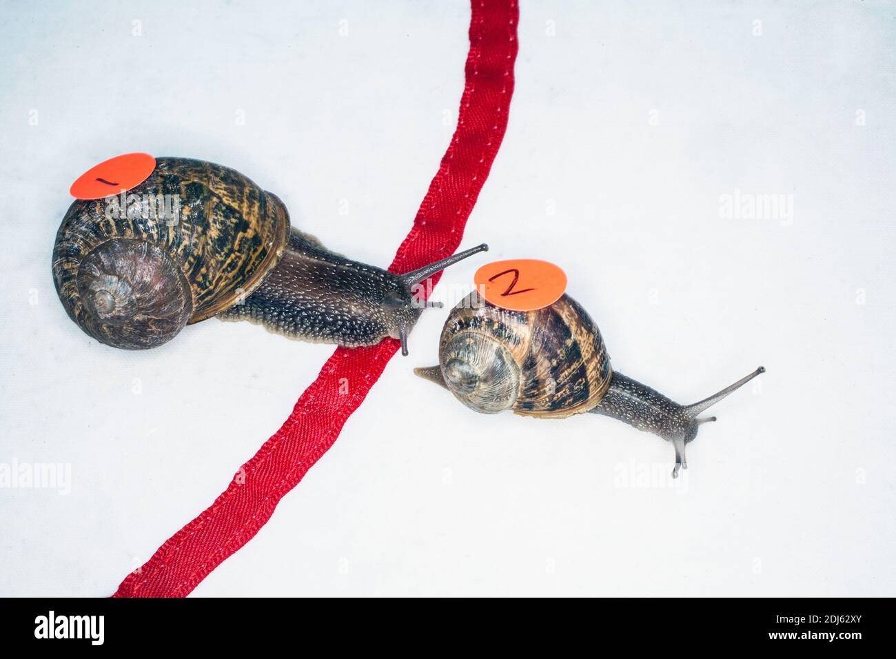 GREAT BRITAIN / England /Congham/ World Snail Racing Championships 2013 ...