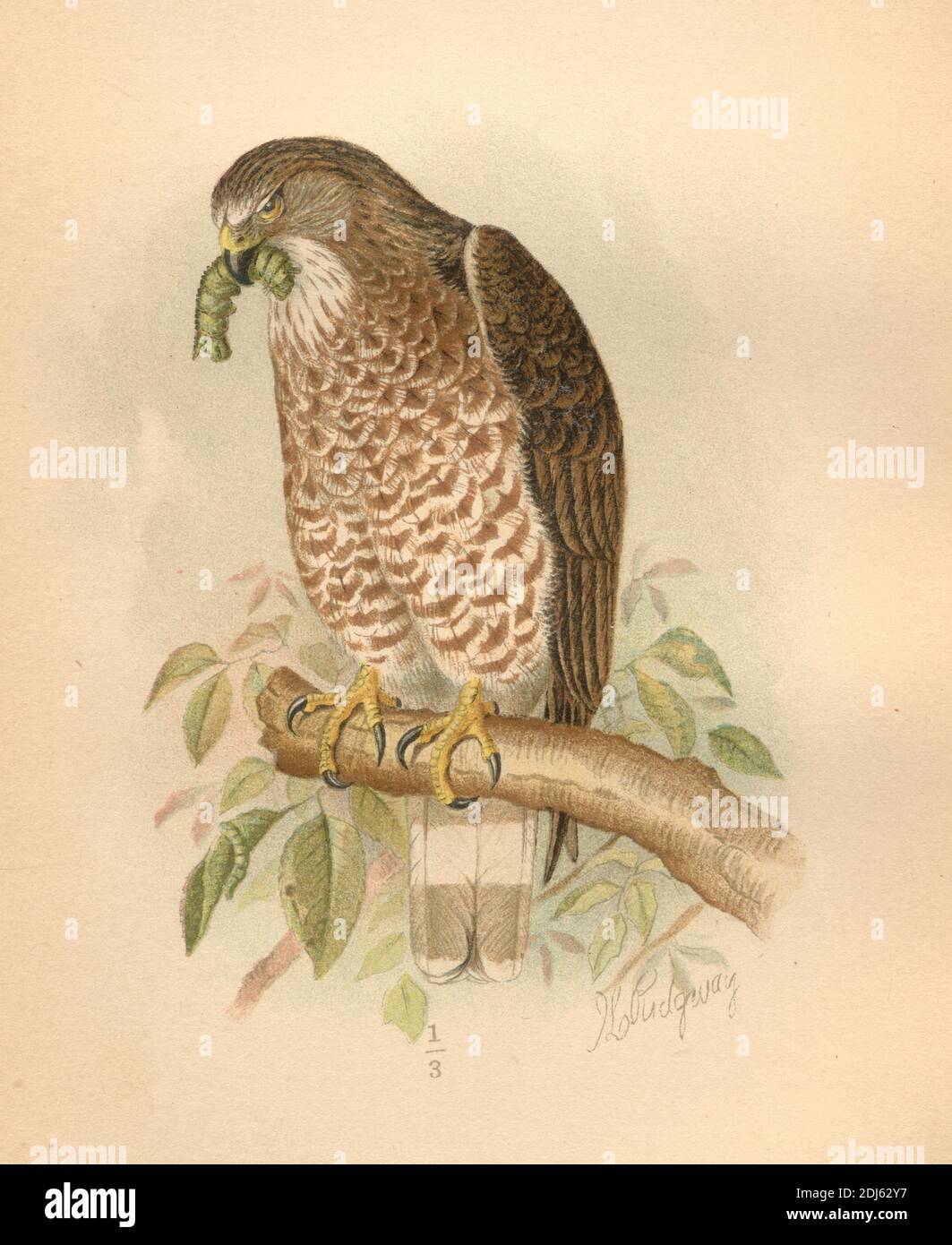 Plate 10, The Broad-Winged Hawk- Chromolithographed plate from 1893 ...