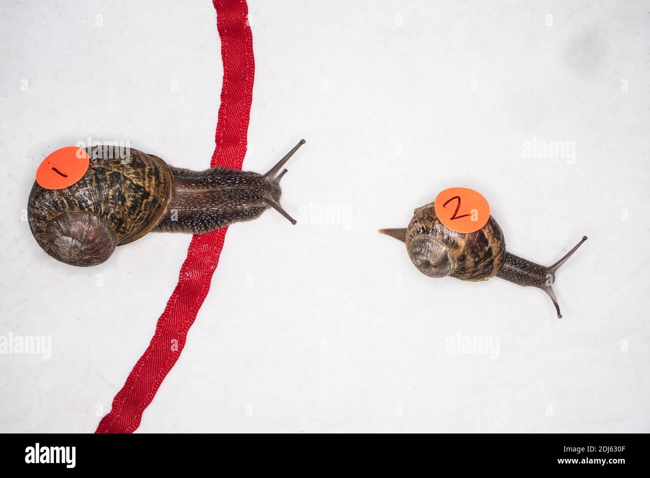 World snail racing hi-res stock photography and images - Alamy