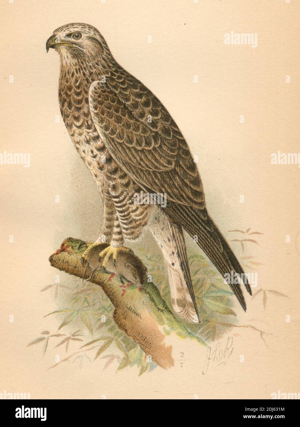 North american hawk hi-res stock photography and images - Alamy