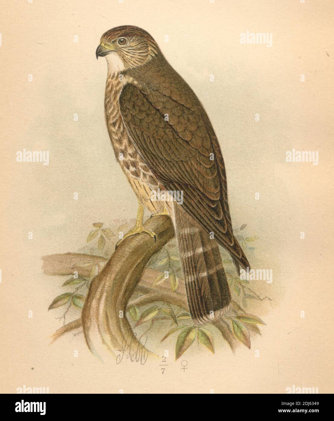 Merlin hawks hi-res stock photography and images - Alamy