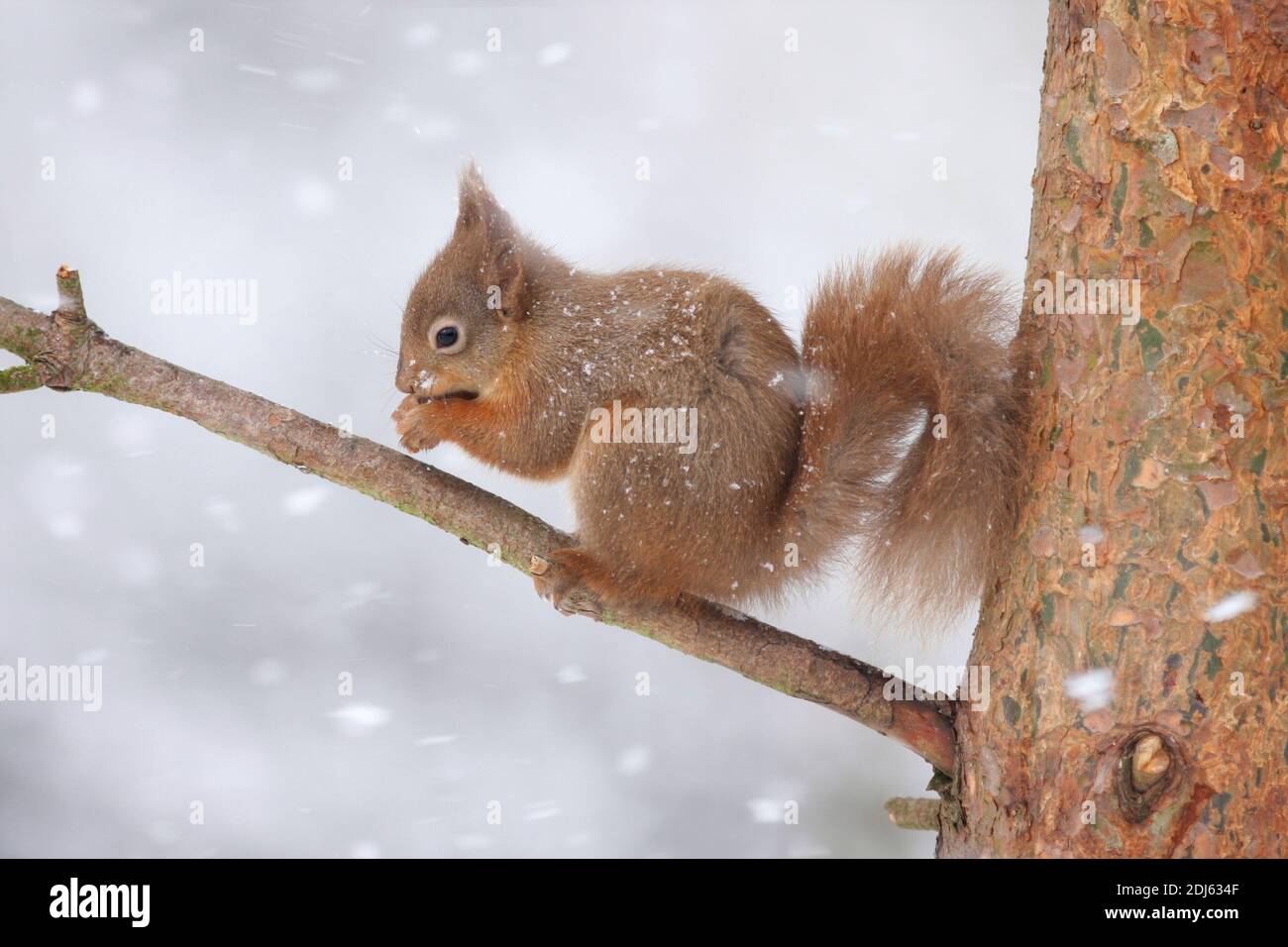 Red squirrel Sciurus vulgaris, in Scots pine tree, in falling snow ...