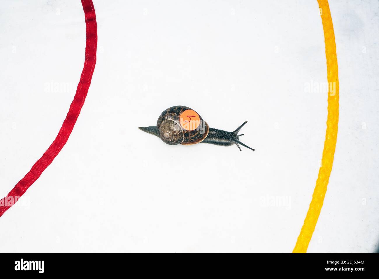 Congham snail race hi-res stock photography and images - Alamy