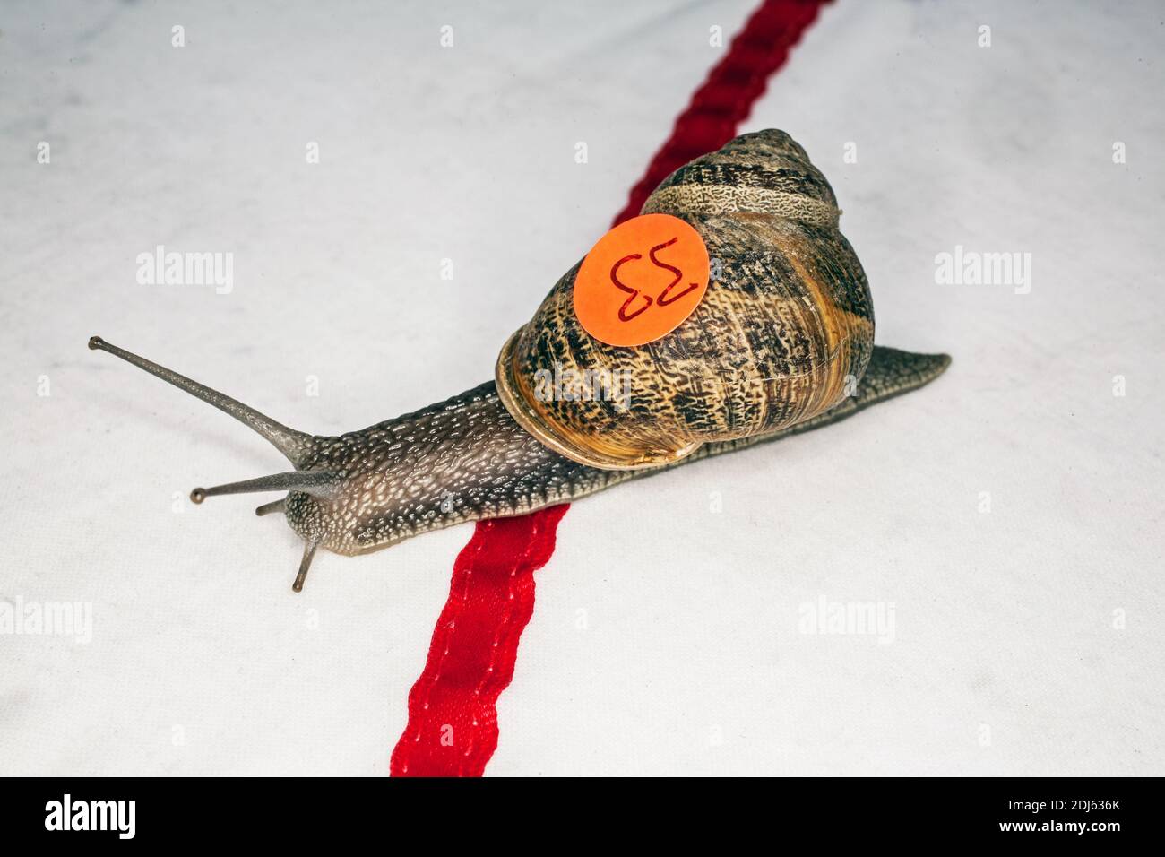 World snail racing hi-res stock photography and images - Alamy