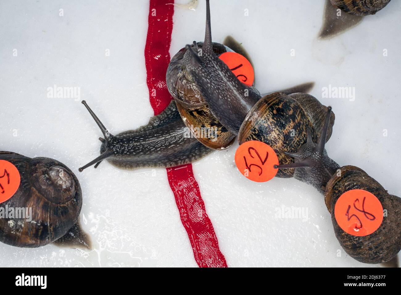 World snail racing hi-res stock photography and images - Alamy