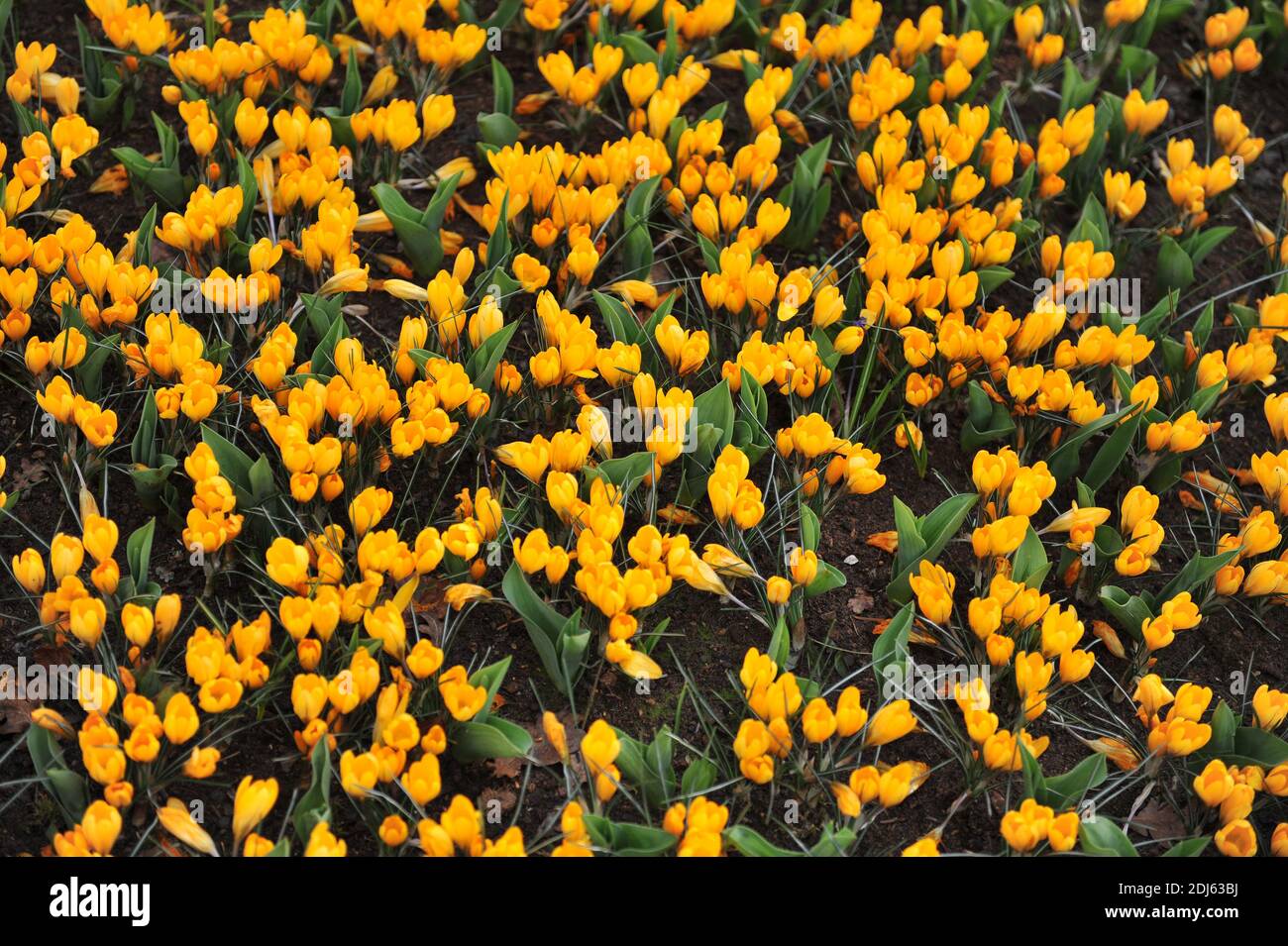 Crocus geel hi-res stock photography and images - Alamy