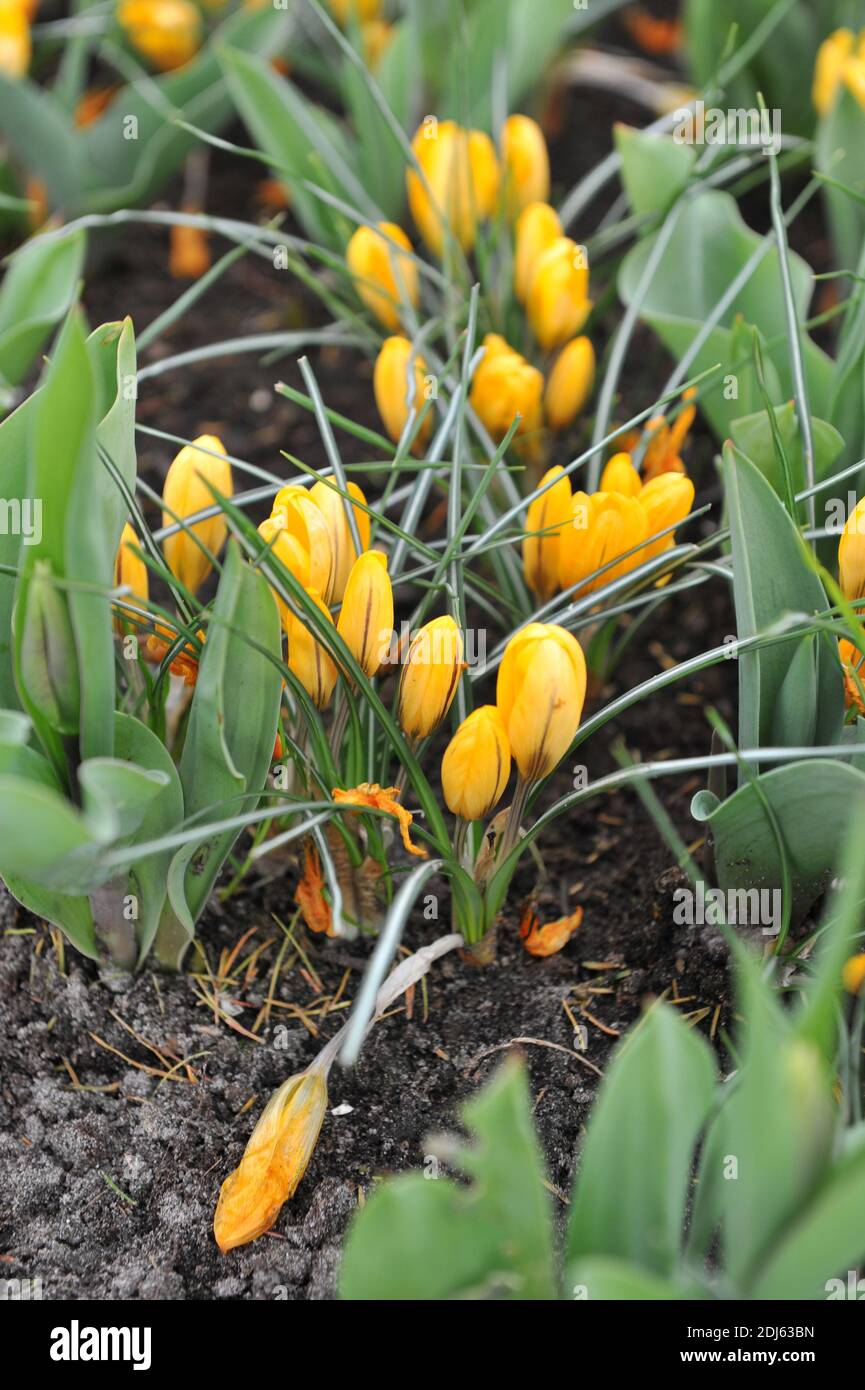Crocus Golden Yellow bloom in a garden in April Stock Photo - Alamy