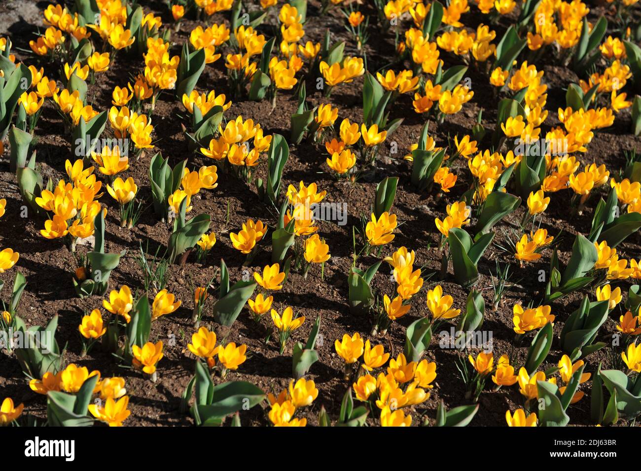 Crocus Golden Yellow bloom in a garden in April Stock Photo - Alamy