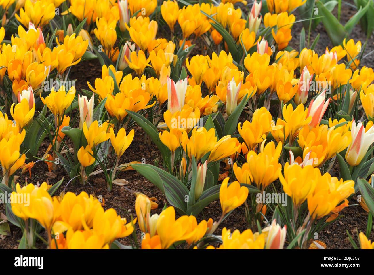 Yellow mammoth crocus hi-res stock photography and images - Alamy