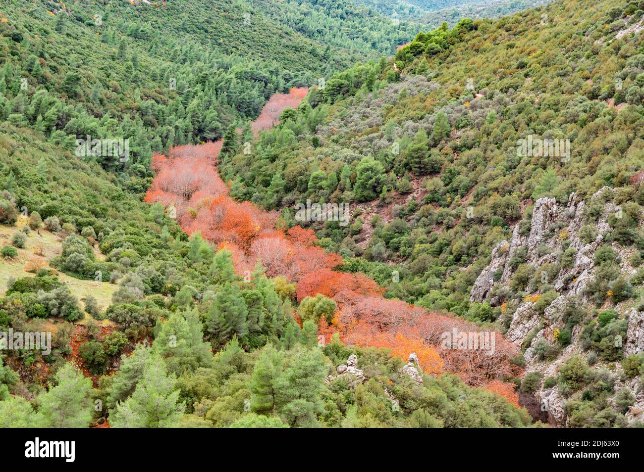 Valley with green trees and a strip of autumn colored ones Stock Photo ...