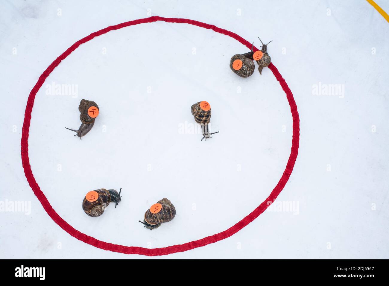 World snail racing championships hi-res stock photography and images ...