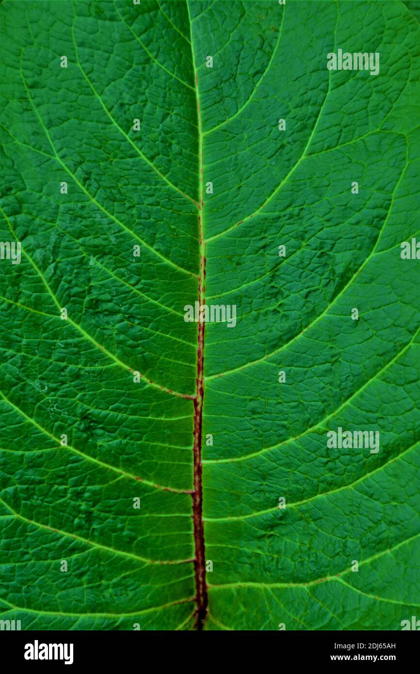 A green leaf surface, texture for wallpaper or background Stock Photo ...