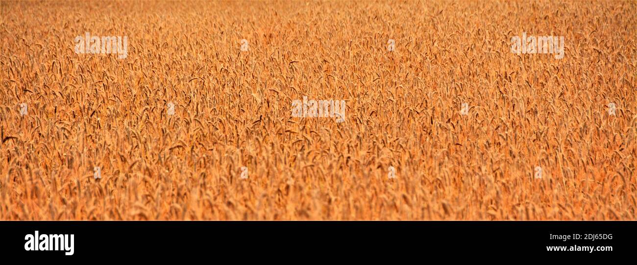 A closeup of a wheat field, seamless texture for wallpaper or ...