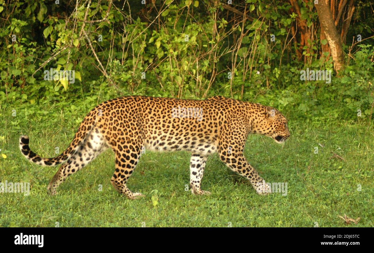 Leopard, Ruhuna (Yala) National Park, Sri Lanka Stock Photo - Alamy