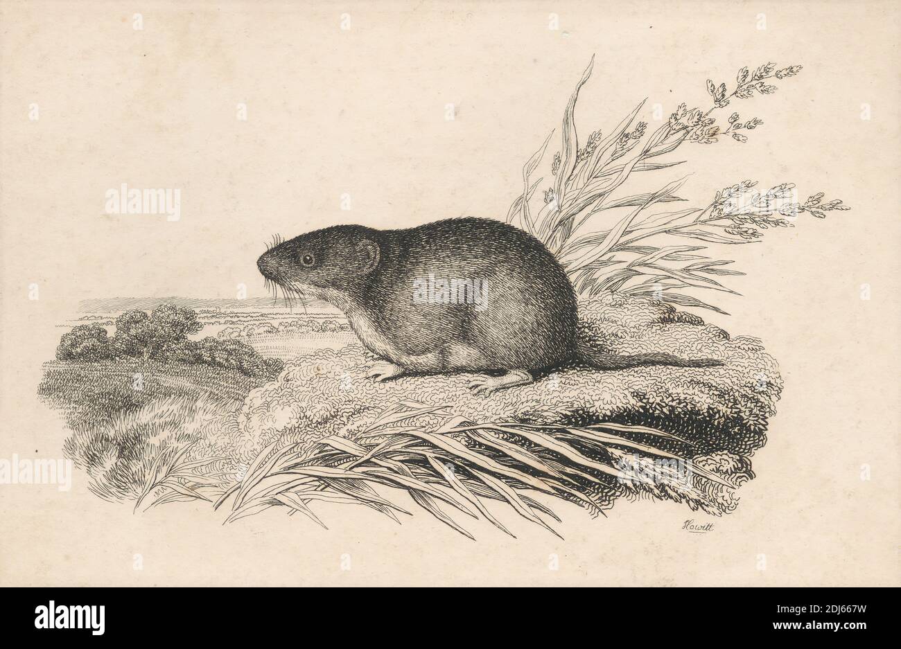 Muskrat, Print made by Samuel Howitt, 1756–1822, British, undated Stock ...