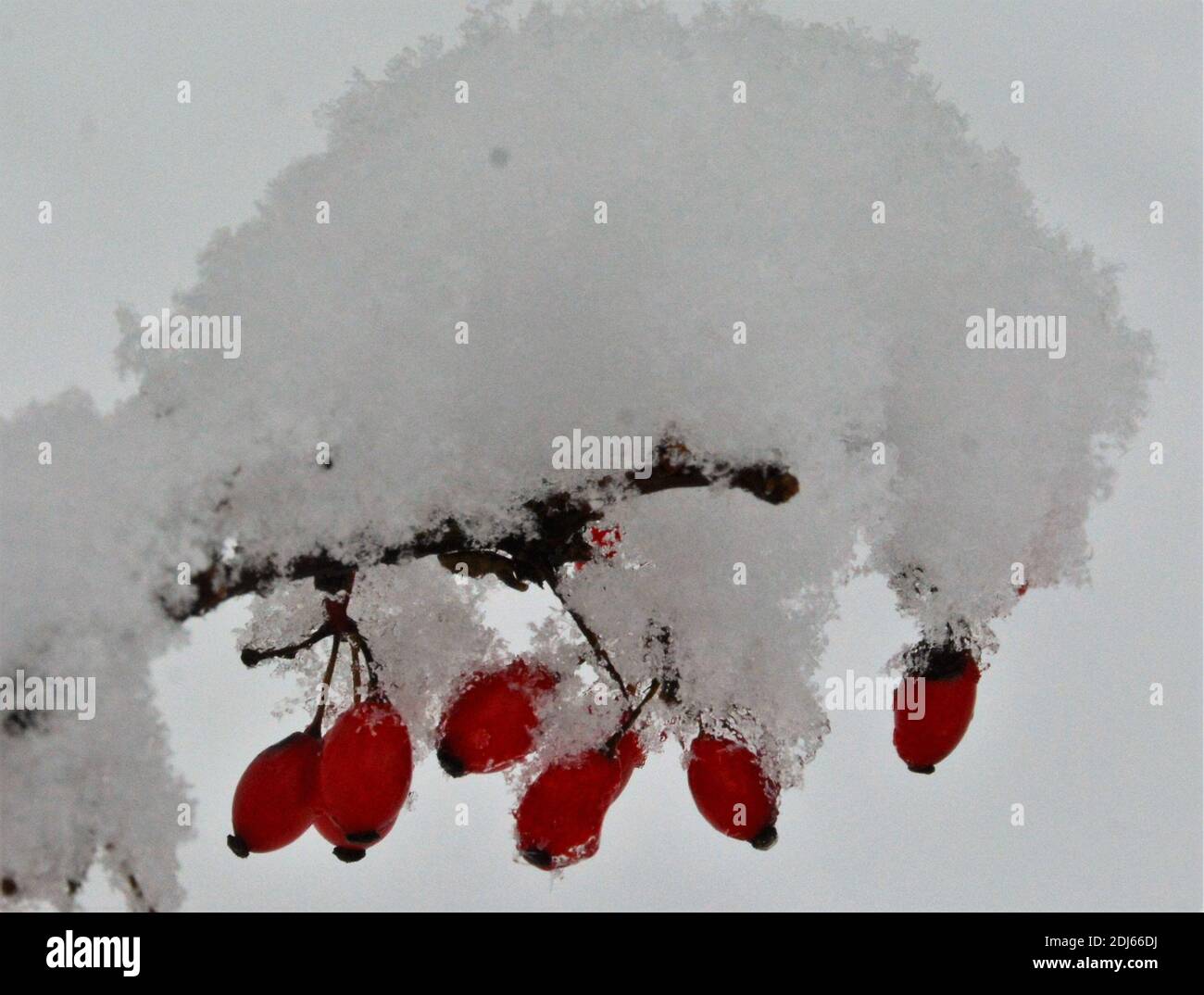 A shot of winter background with red rose hips covered with snow Stock ...