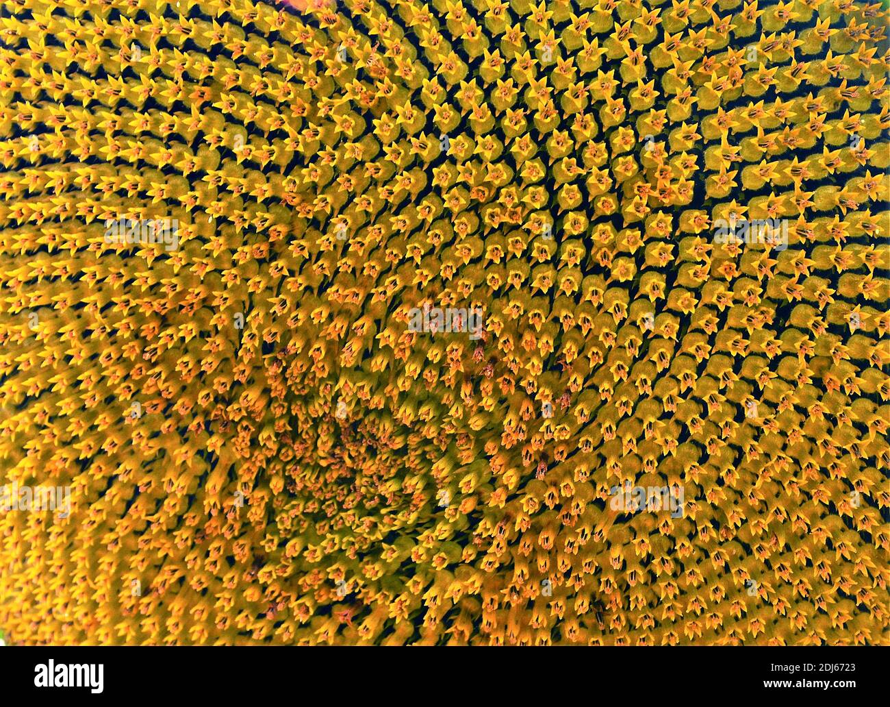 A macro shot of a sunflower core, seamless texture for wallpaper or ...