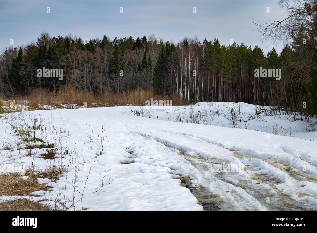 Shot of melted white snow in the forest in a sunny early spring day ...