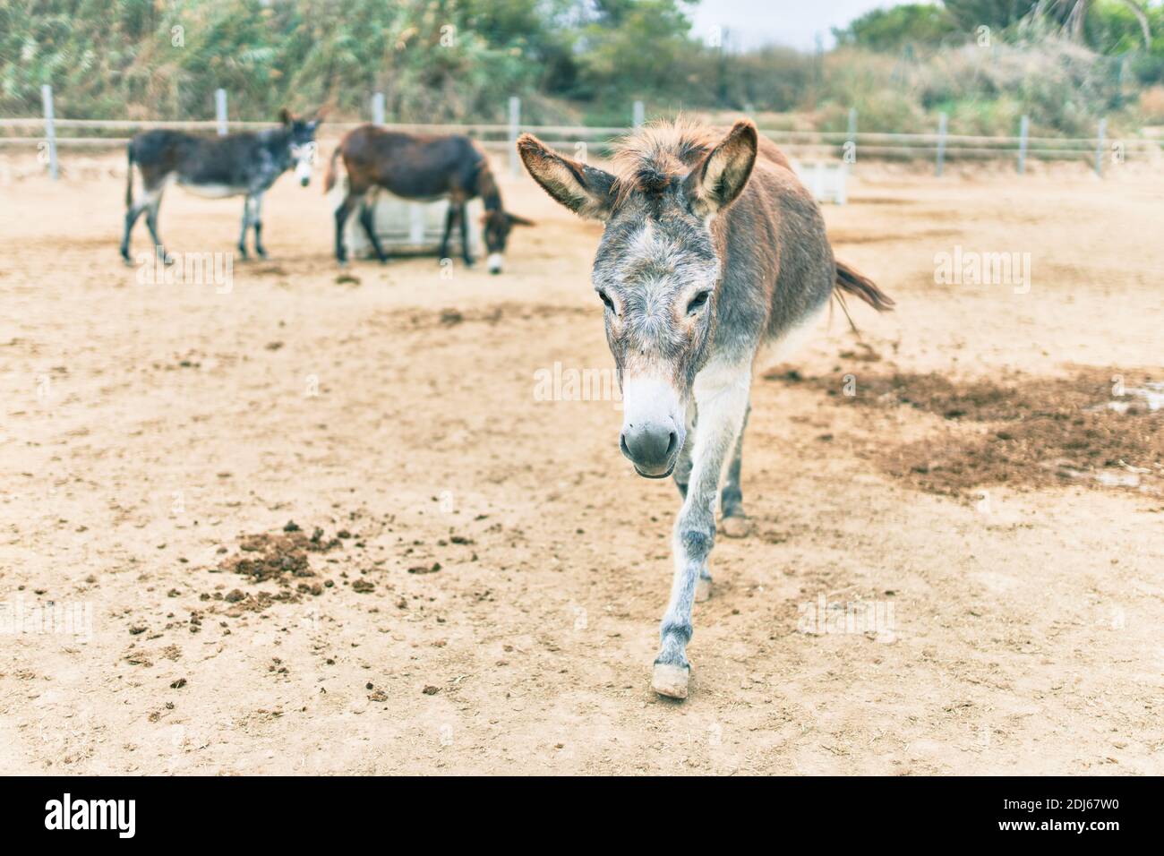 Group of donkeys walking at the farm Stock Photo - Alamy