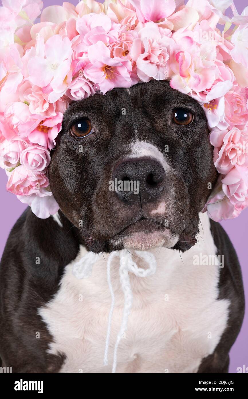 Portrait of brown American Staffordshire terrier (amstaff) sitting ...