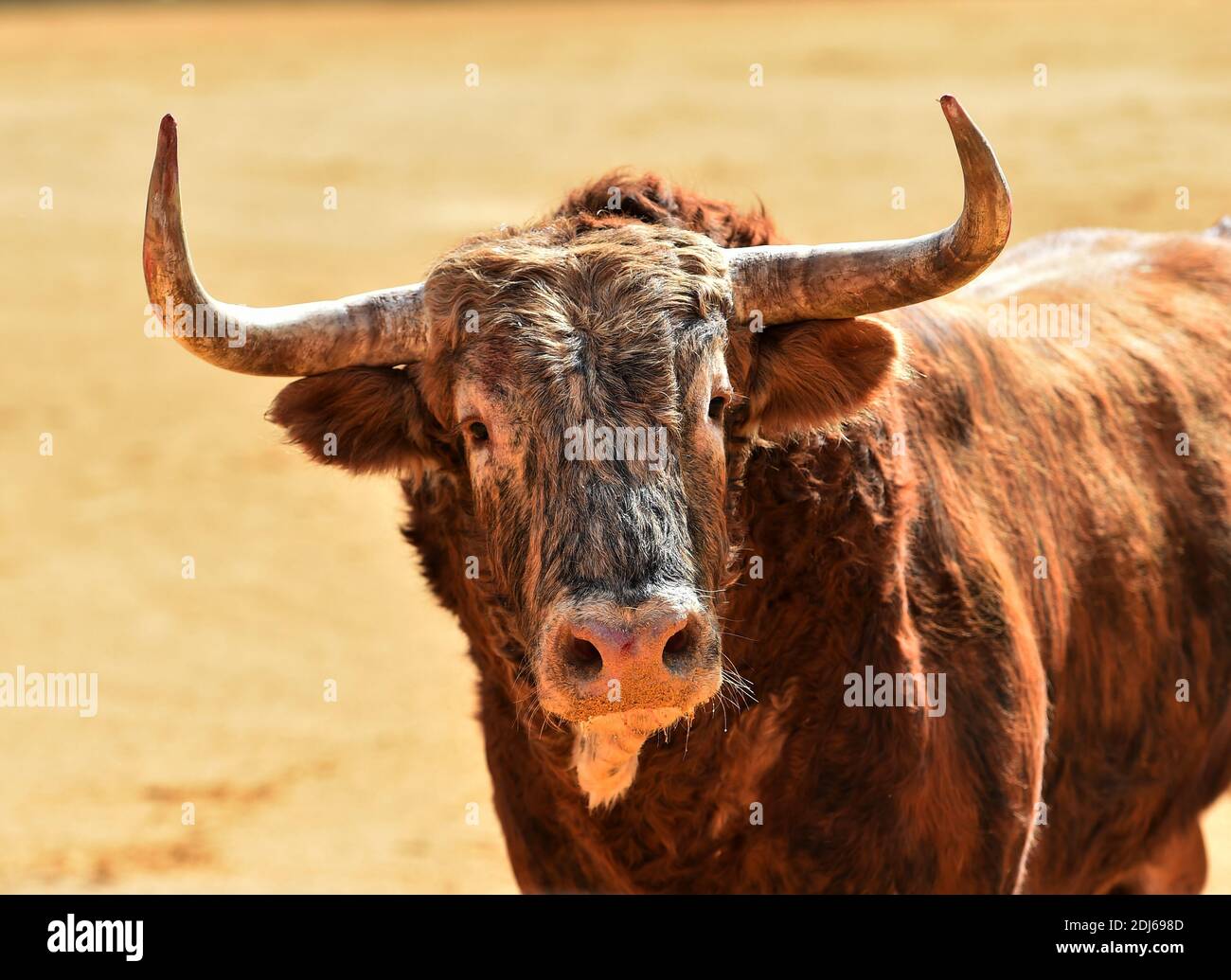 Strong bull hi-res stock photography and images - Alamy