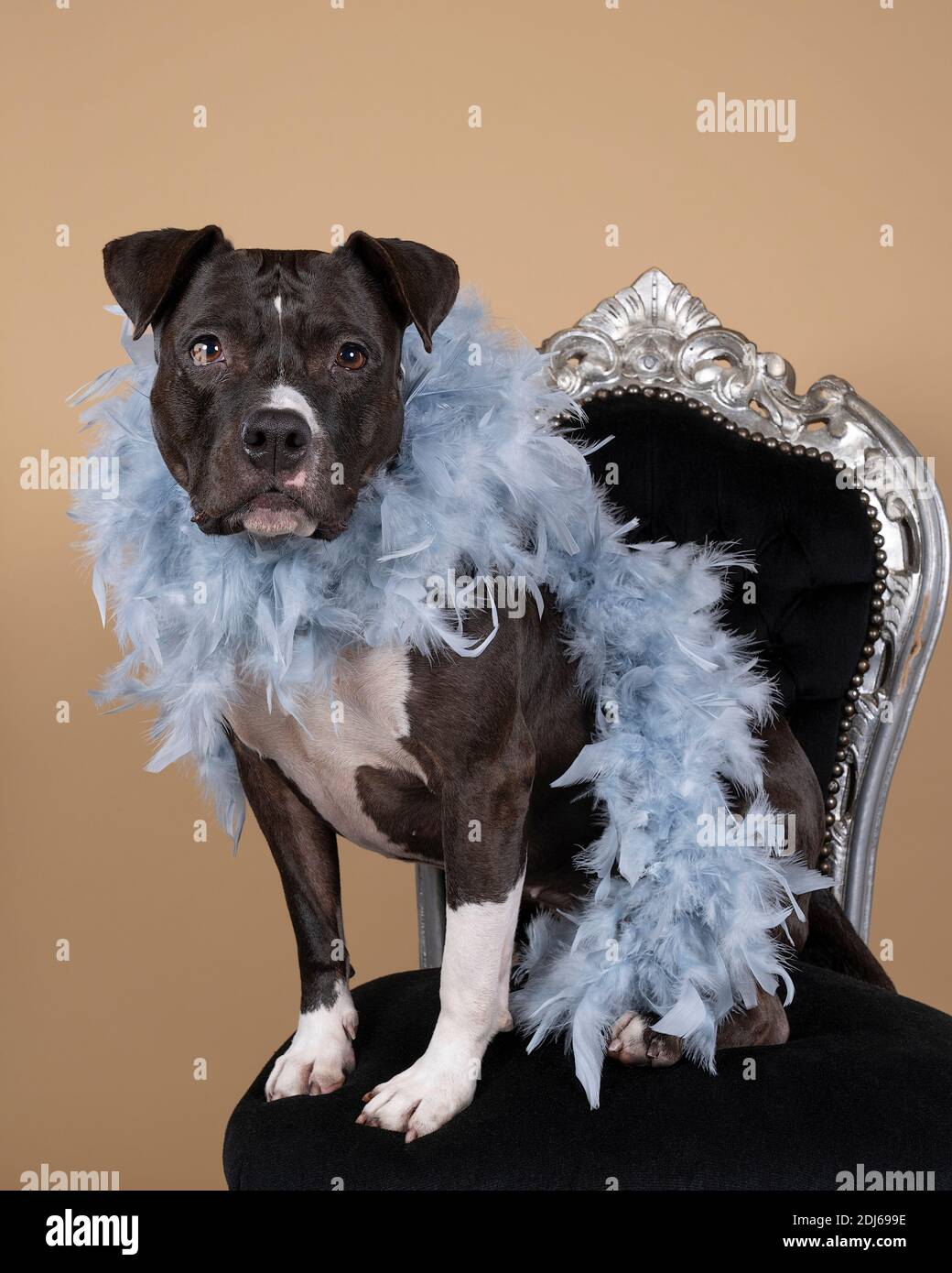 Portrait of brown American Staffordshire terrier (amstaff) sitting on a ...