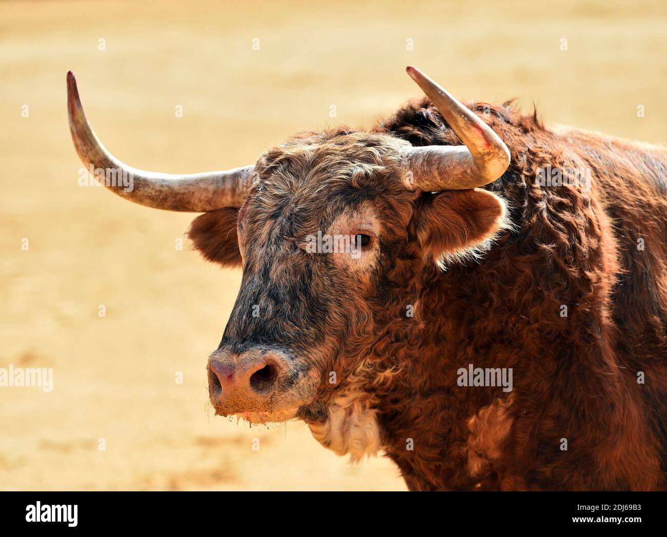 Strong bull hi-res stock photography and images - Alamy