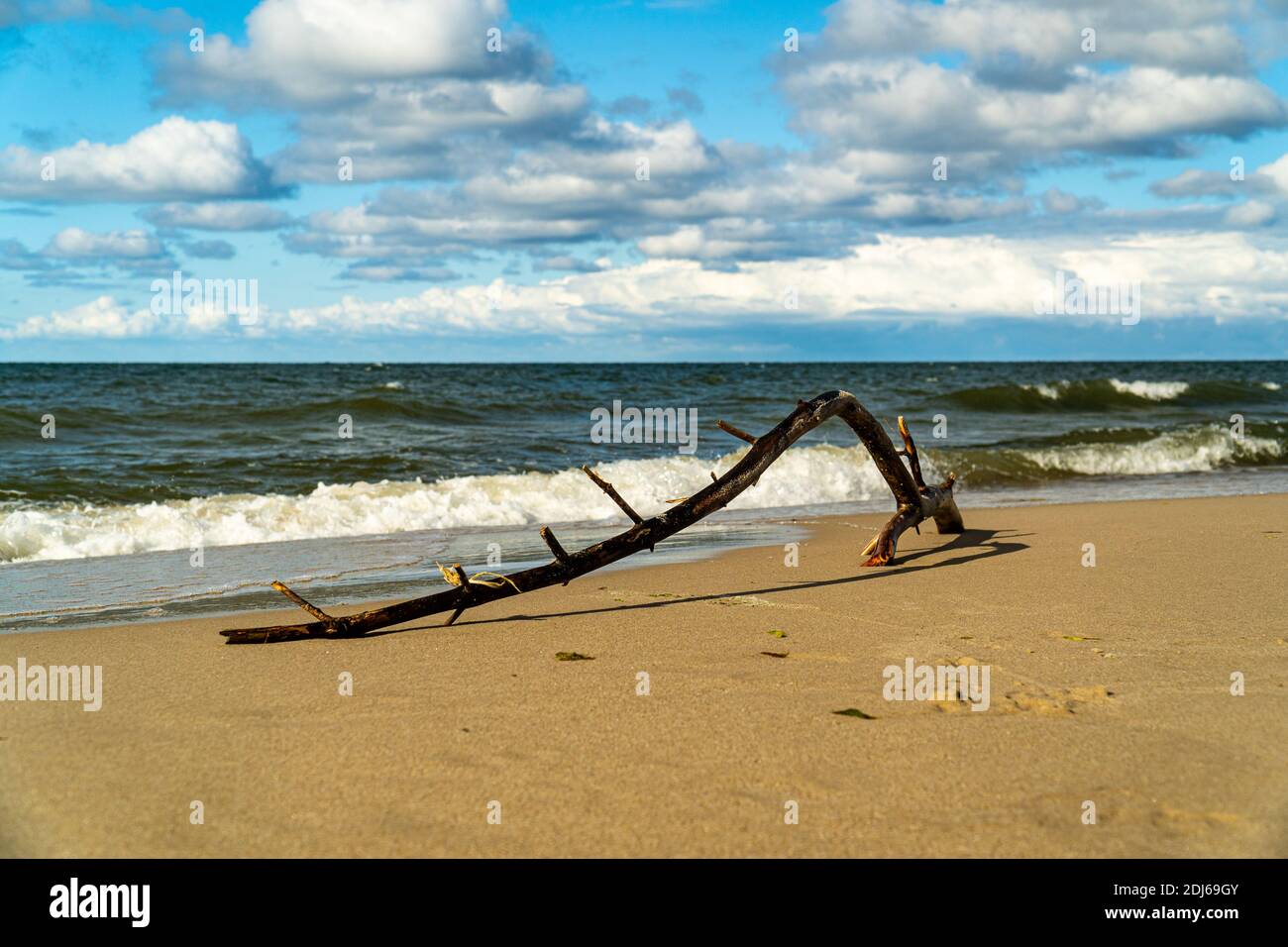An old withered branch on a sea beach Stock Photo - Alamy