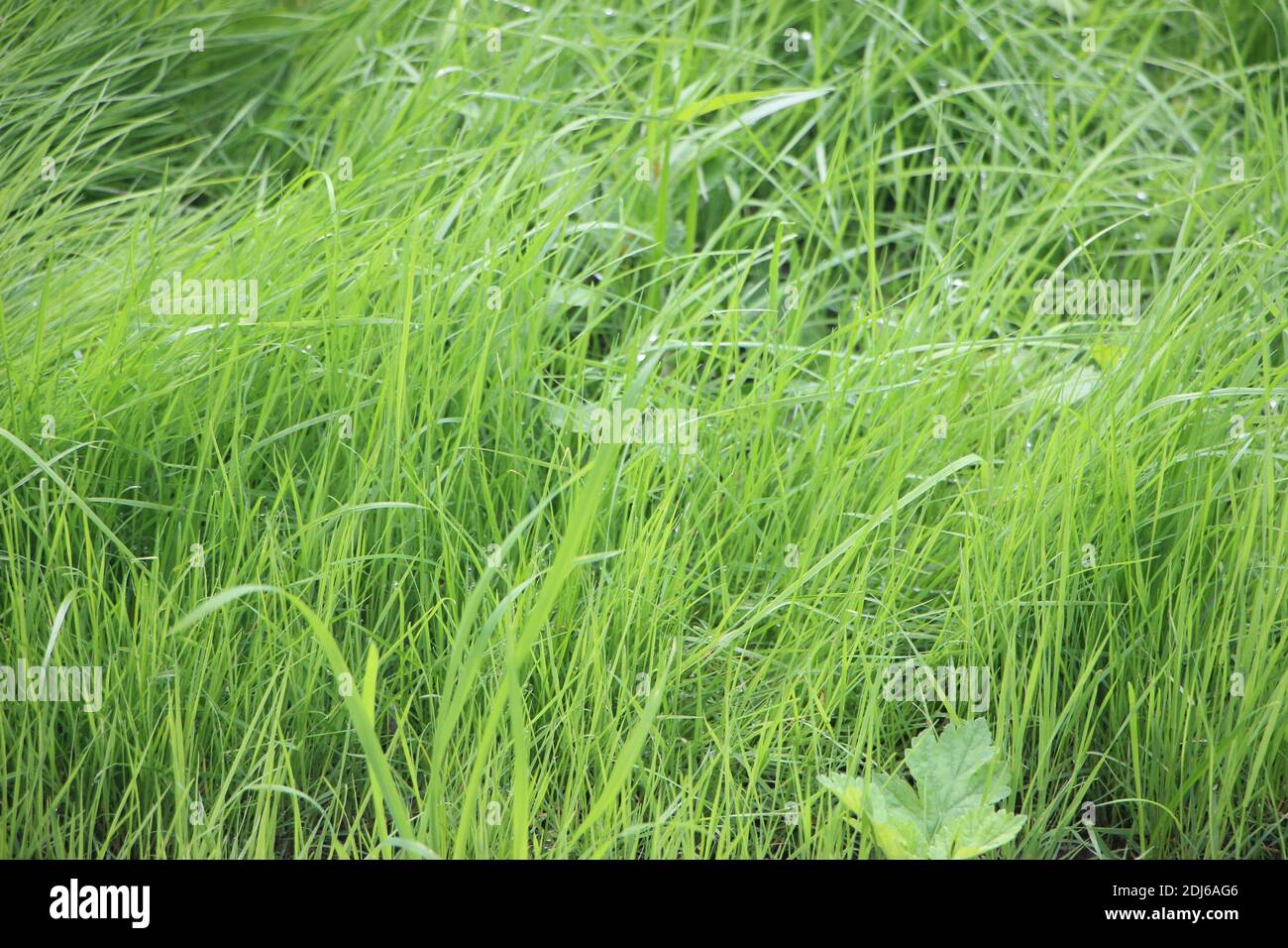 Green grass background texture. Element of design Stock Photo - Alamy