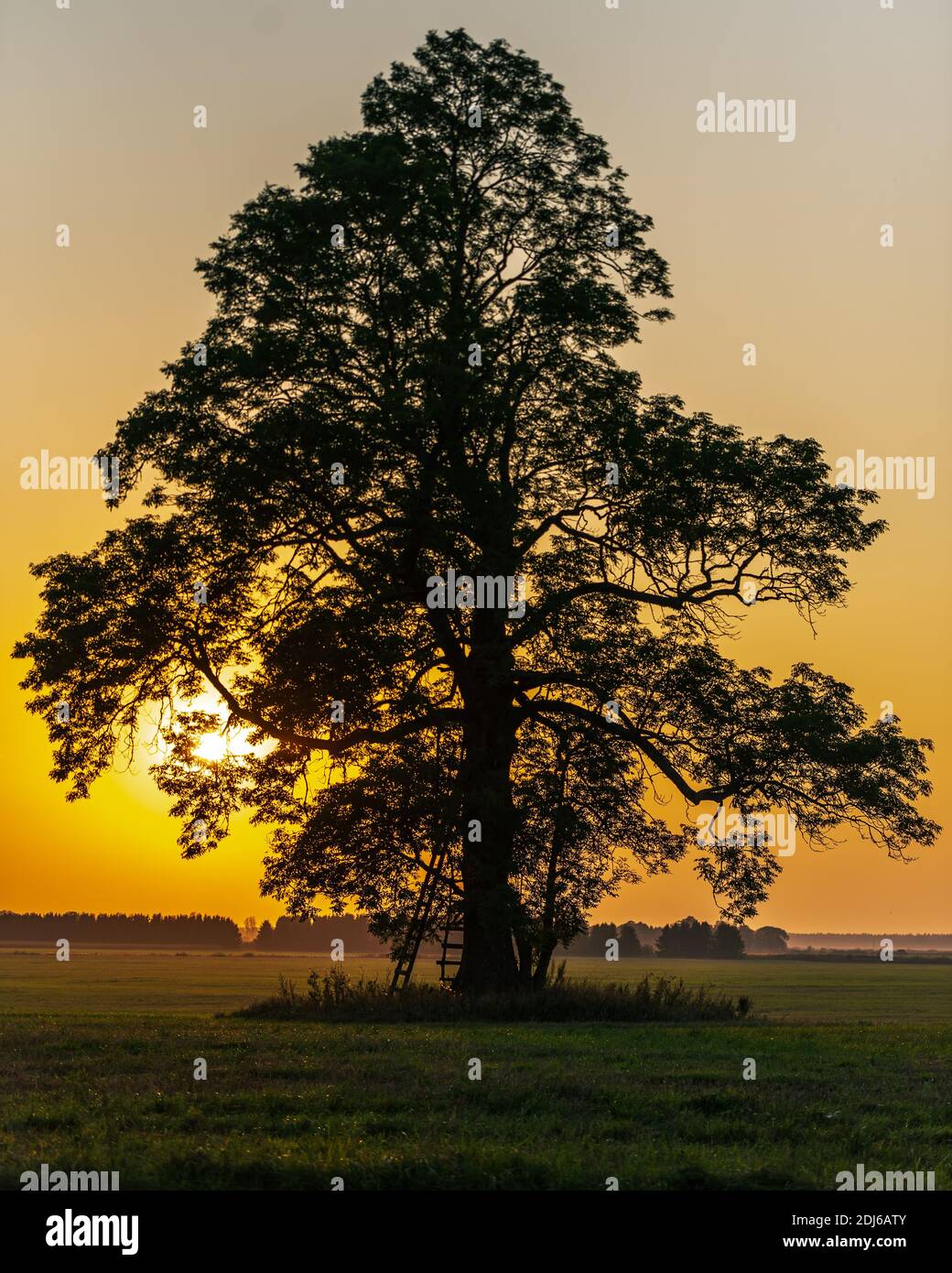 chubby tree silhouette at summer sunset because the sun is hidden behind tree branches Stock ...
