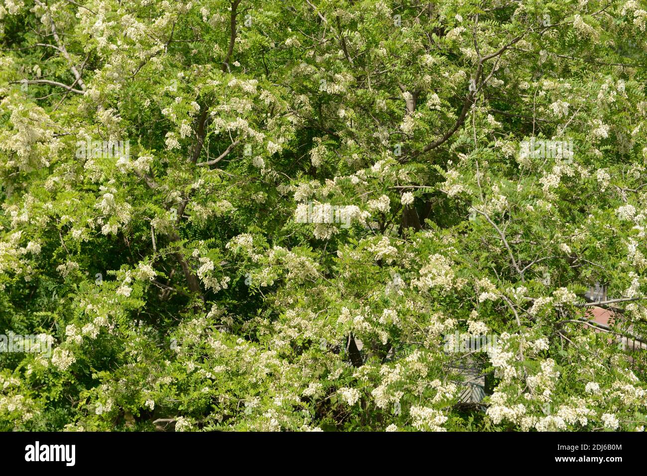 A flowering tree in full bloom in Linglong park, central western ...