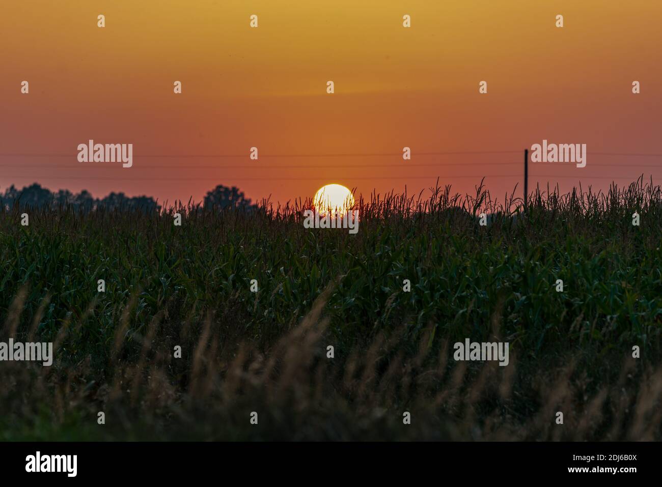 sunset in a corn field and a power line with an orange sky without ...