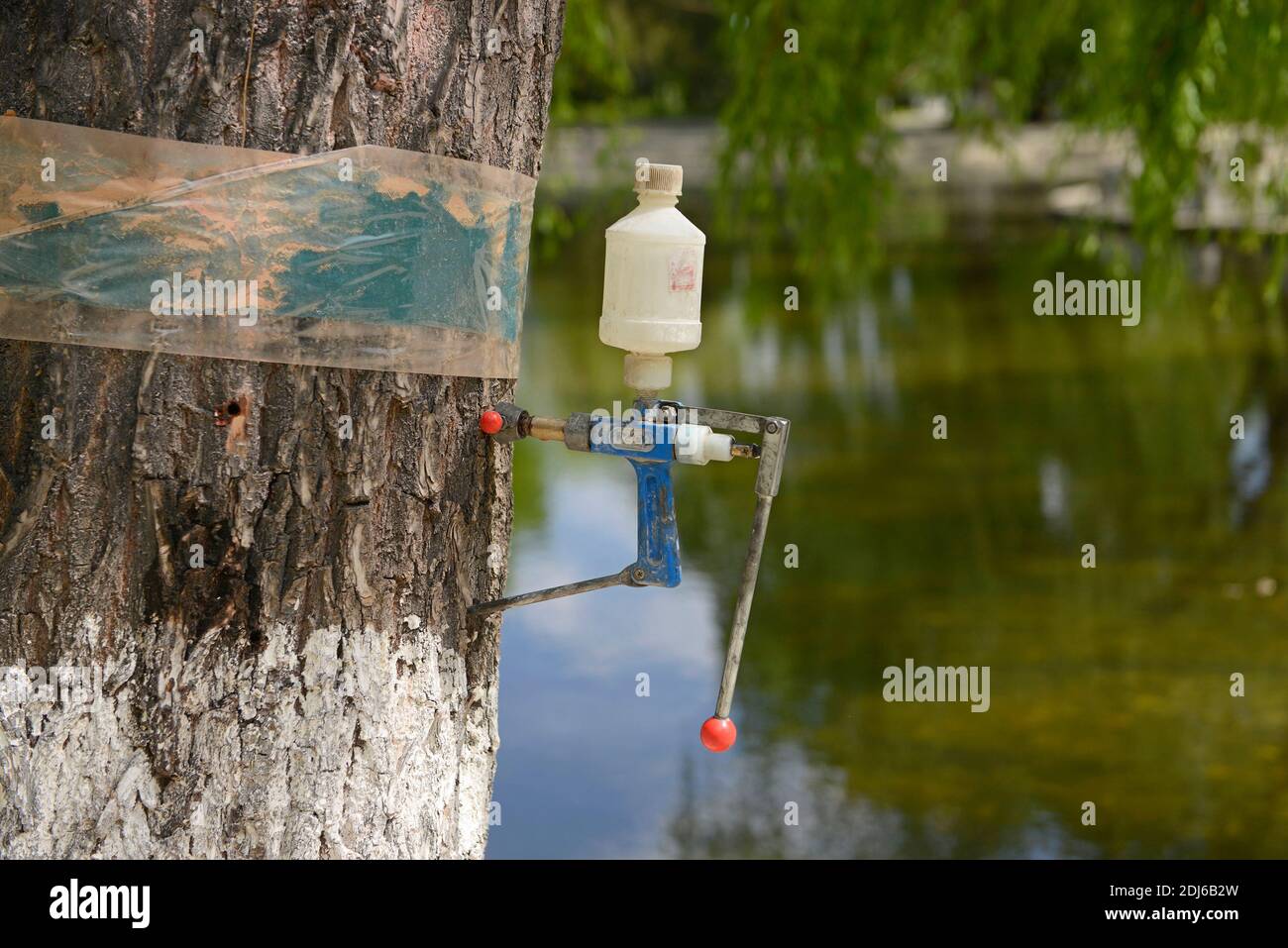 An insecticide injector attached to a tree trunk in Linglong park ...