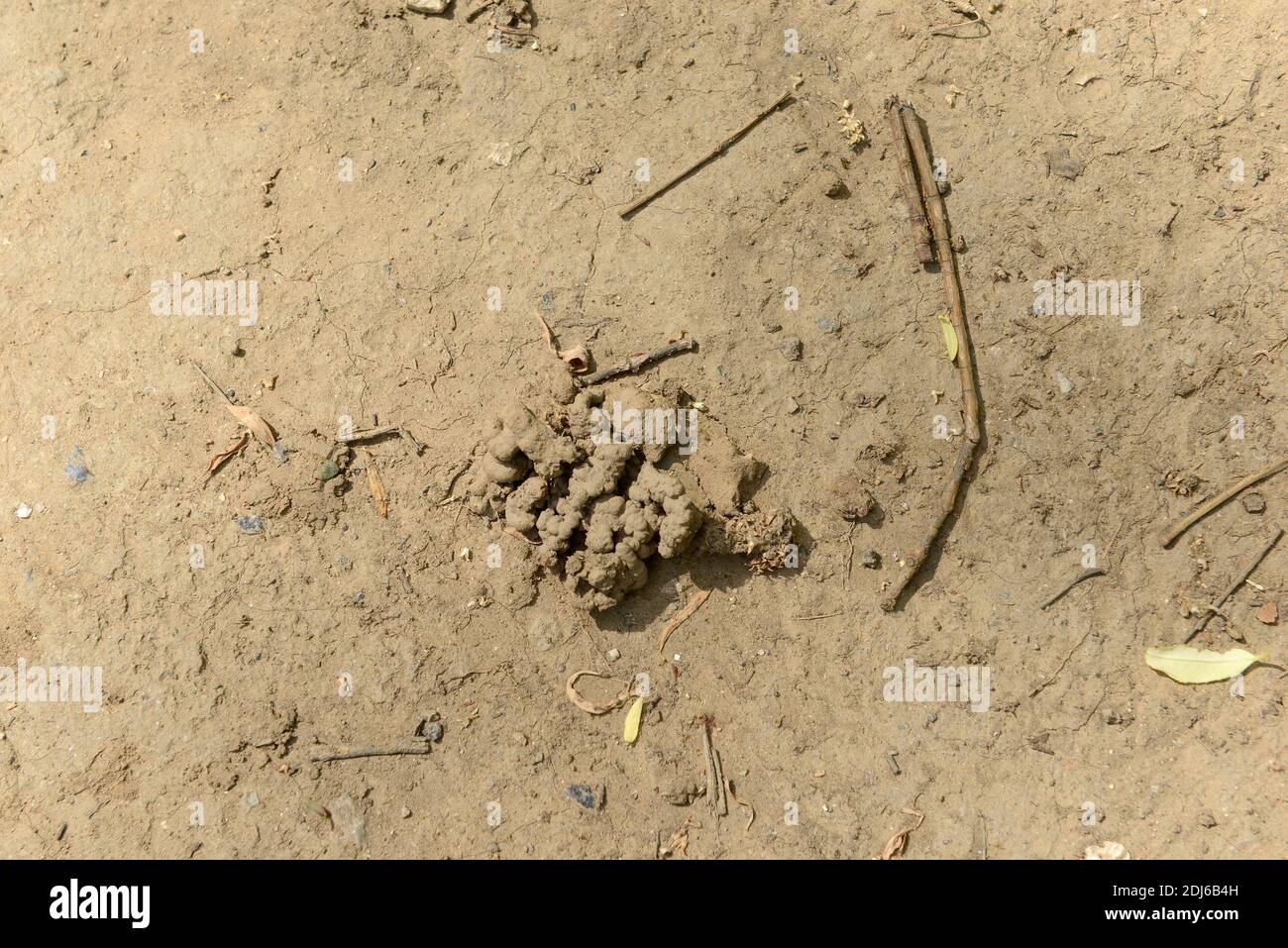 A dried worm cast on the top of soil in Linglong park in central ...