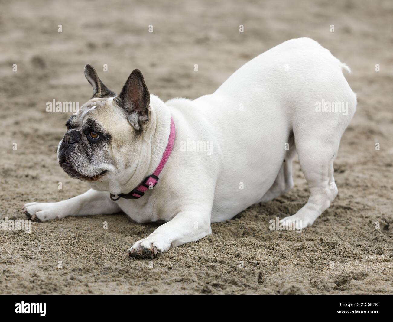 9-Years-Old white male Frenchie in playful posture Stock Photo - Alamy