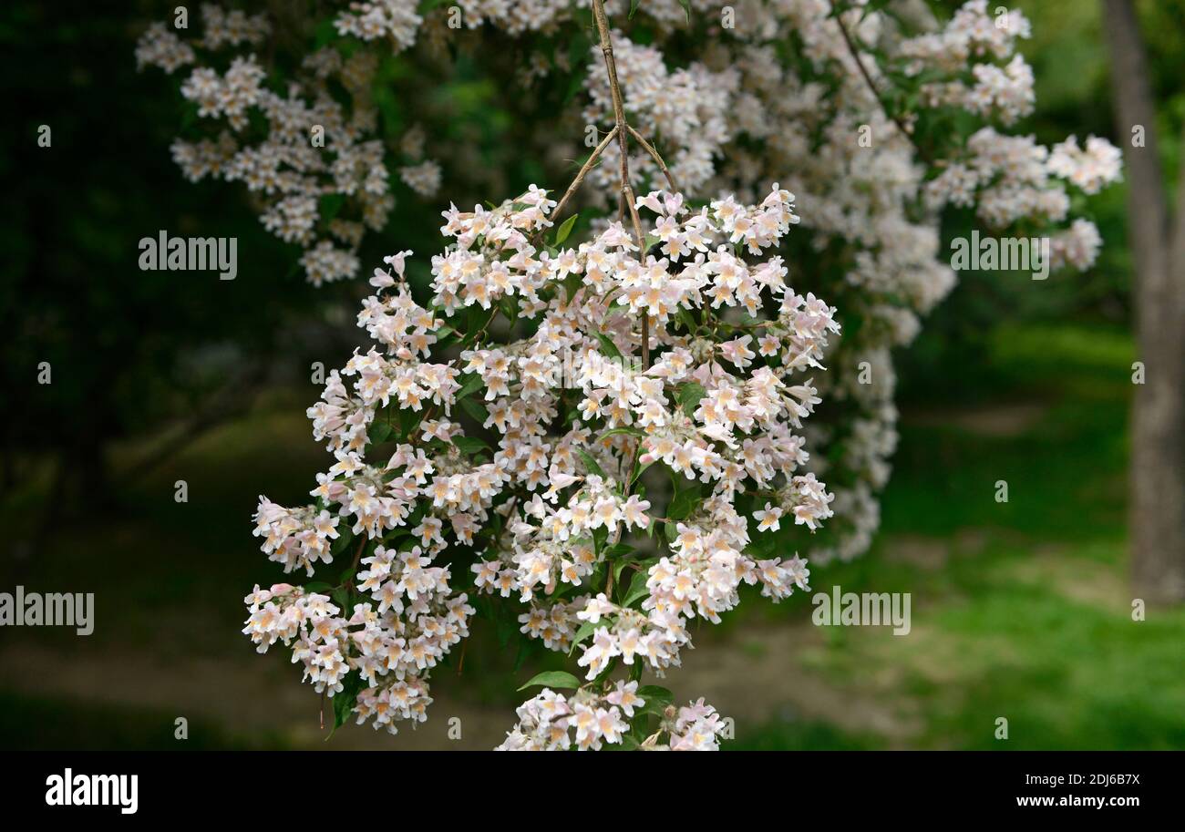A flowering tree in full bloom in Linglong park, central western ...