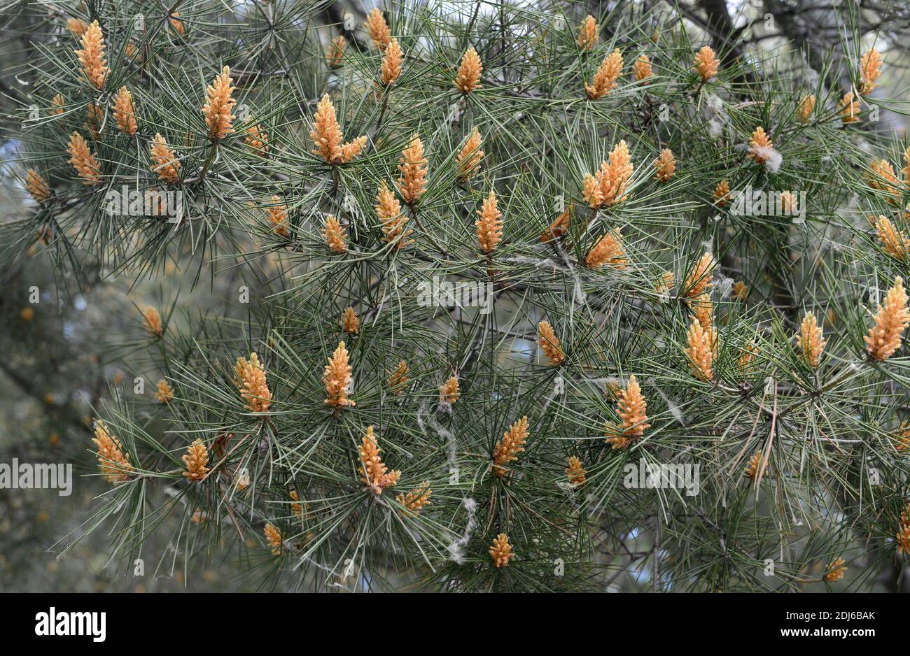 Flowering pine tree in Linglong park in central western Beijing, China ...