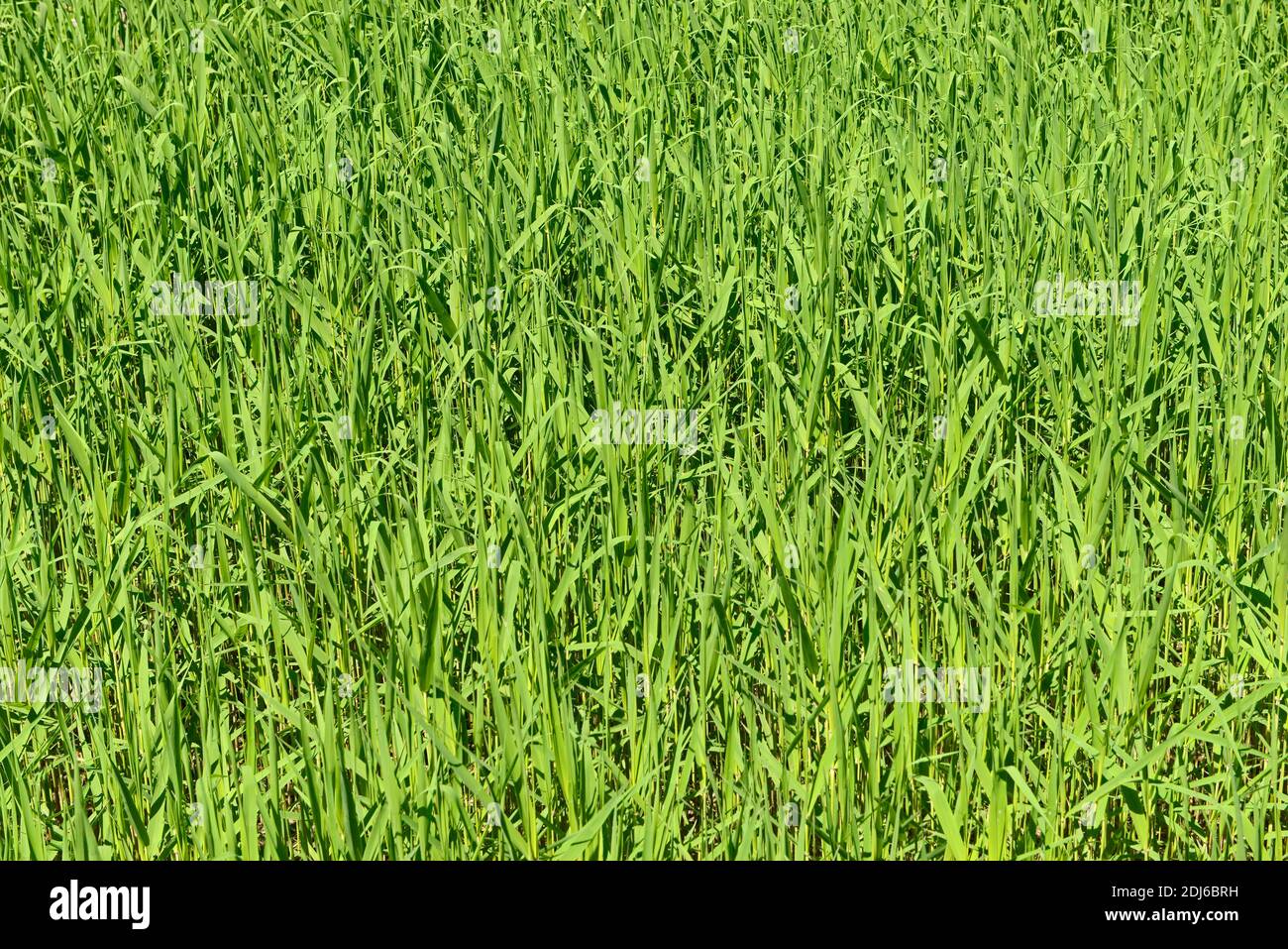 Water plants in a lake in the Yuanmingyuan, or old summer palace, in ...